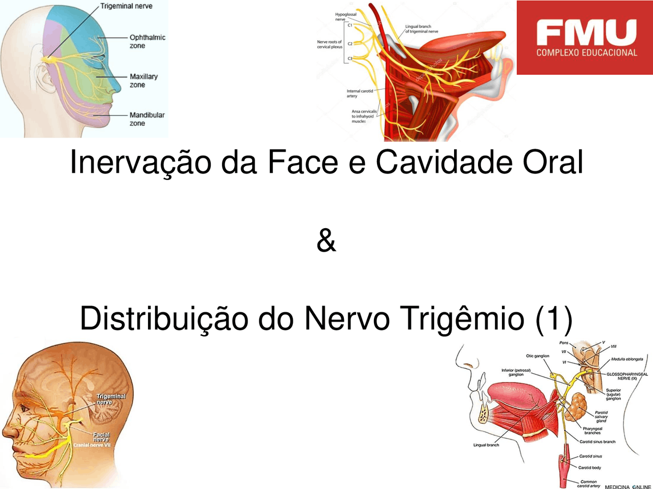 Anatomia total da face - Docsity