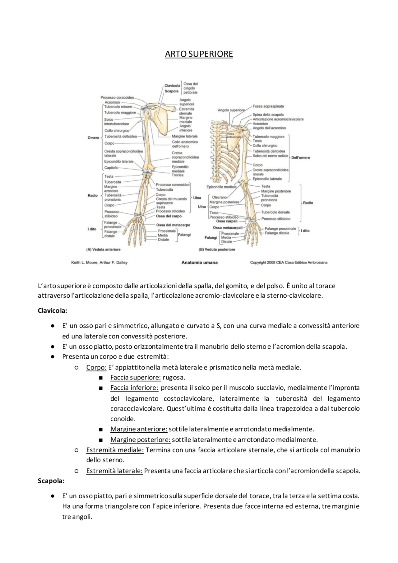 Anatomia Arto Superiore Completo Di Immagini Docsity
