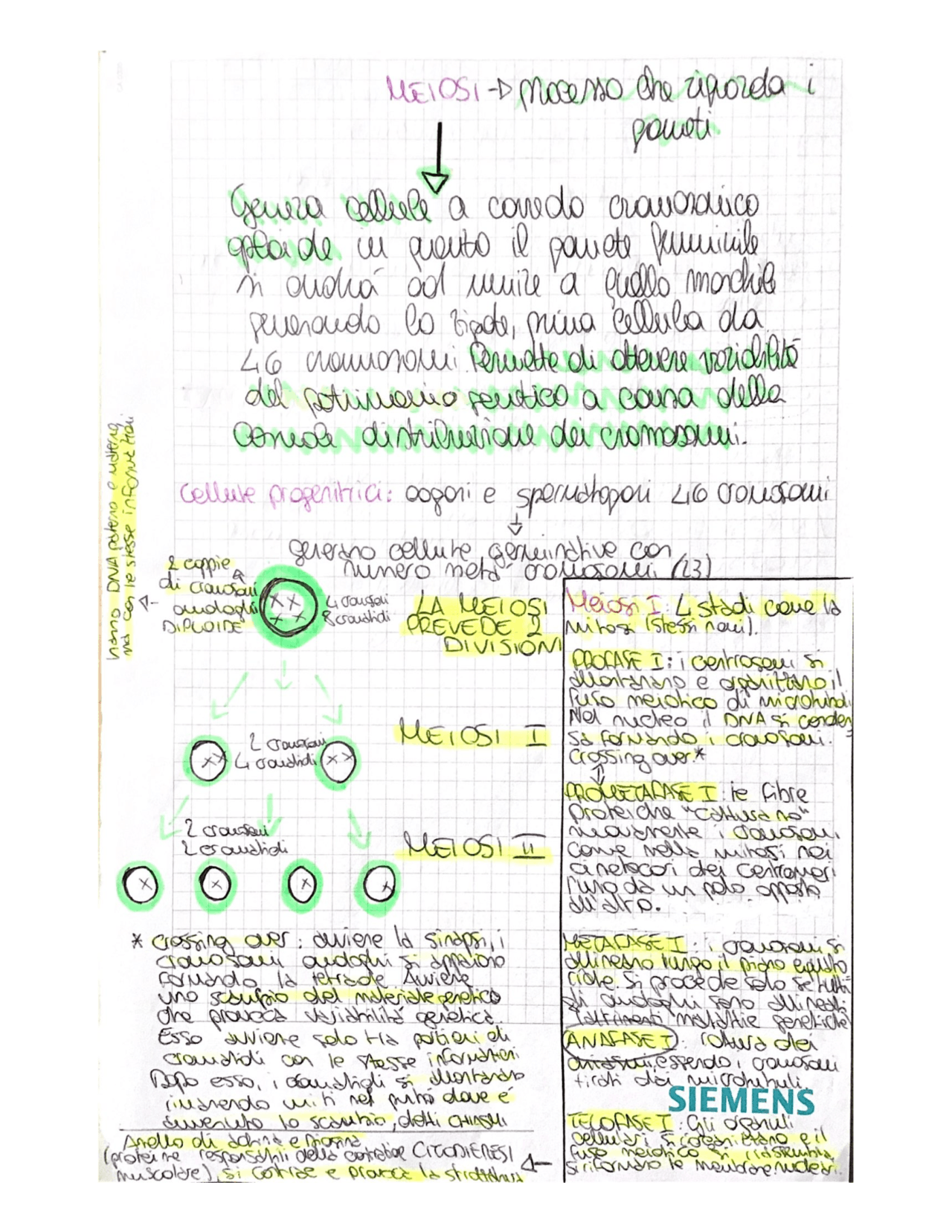La Meiosi E La Mitosi Delle Cellule Appunti Di Scienze Della Terra