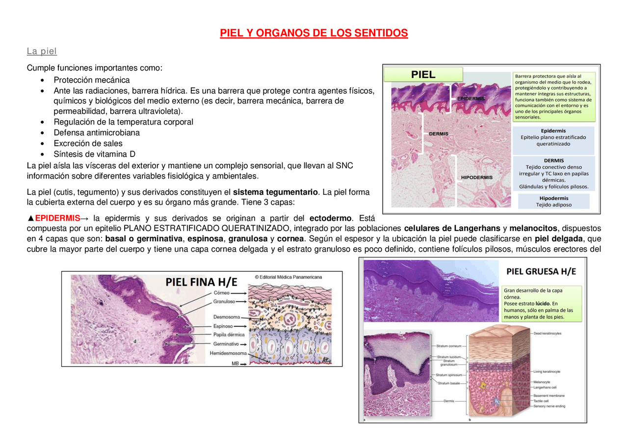 Piel Y Organos De Los Sentidos Resúmenes De Histología Docsity