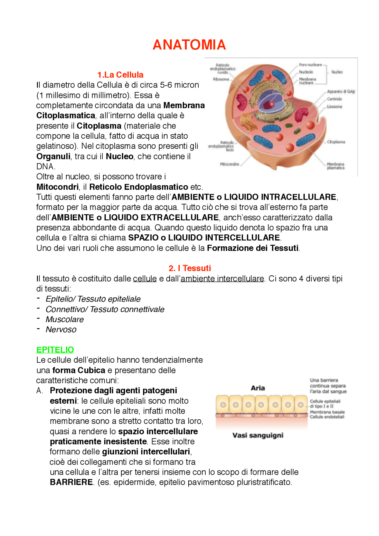Anatomia Primo Semestre Scienze Motorie Unicatt Docsity