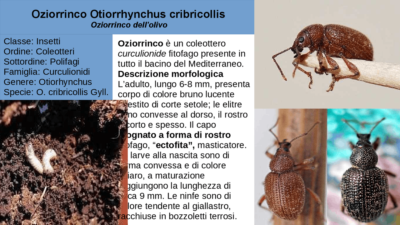 Il temibile insetto" Oziorrinco Otiorrhynchus cribricollis" dell'olivo ...