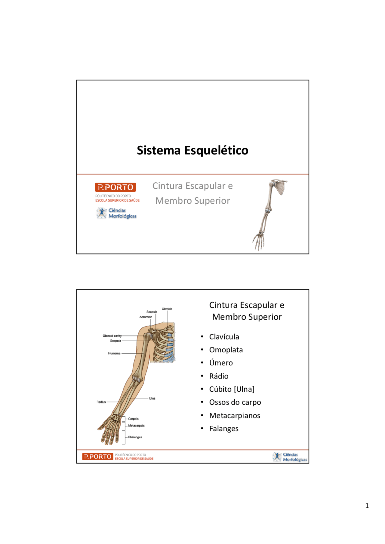 Esqueleto Articulações Slides Anatomia Docsity