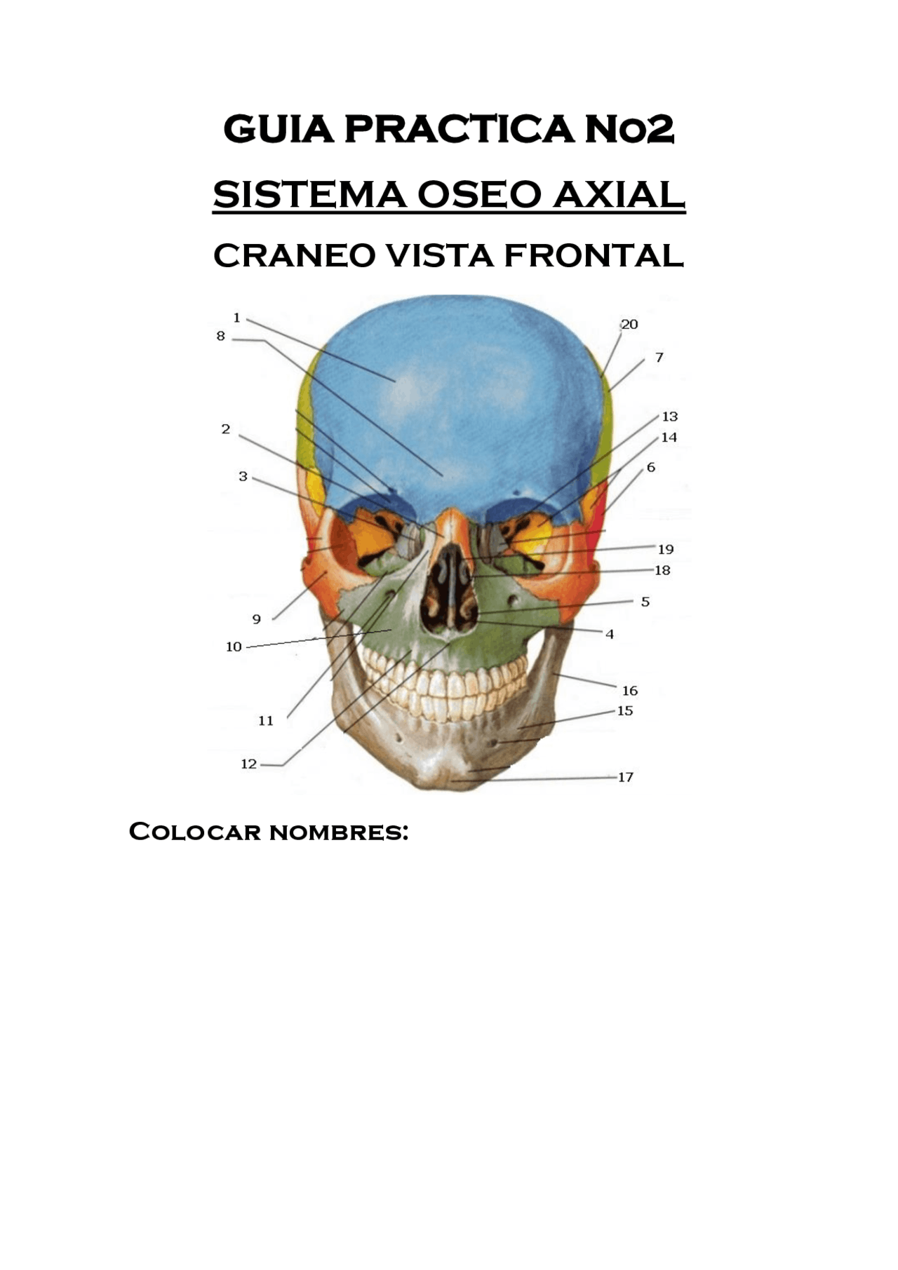 SISTEMA AXIAL CURSO DE ANATOMIA - Docsity