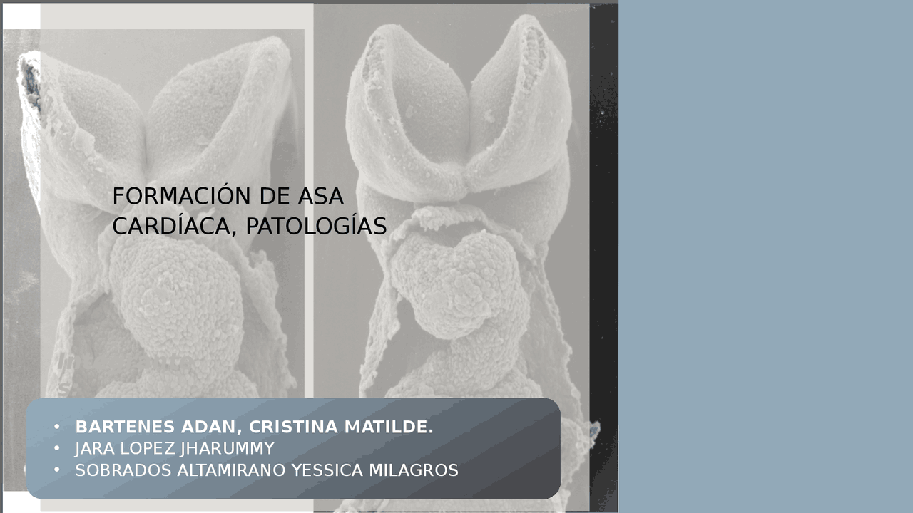 Formación de asa cardíaca - Docsity