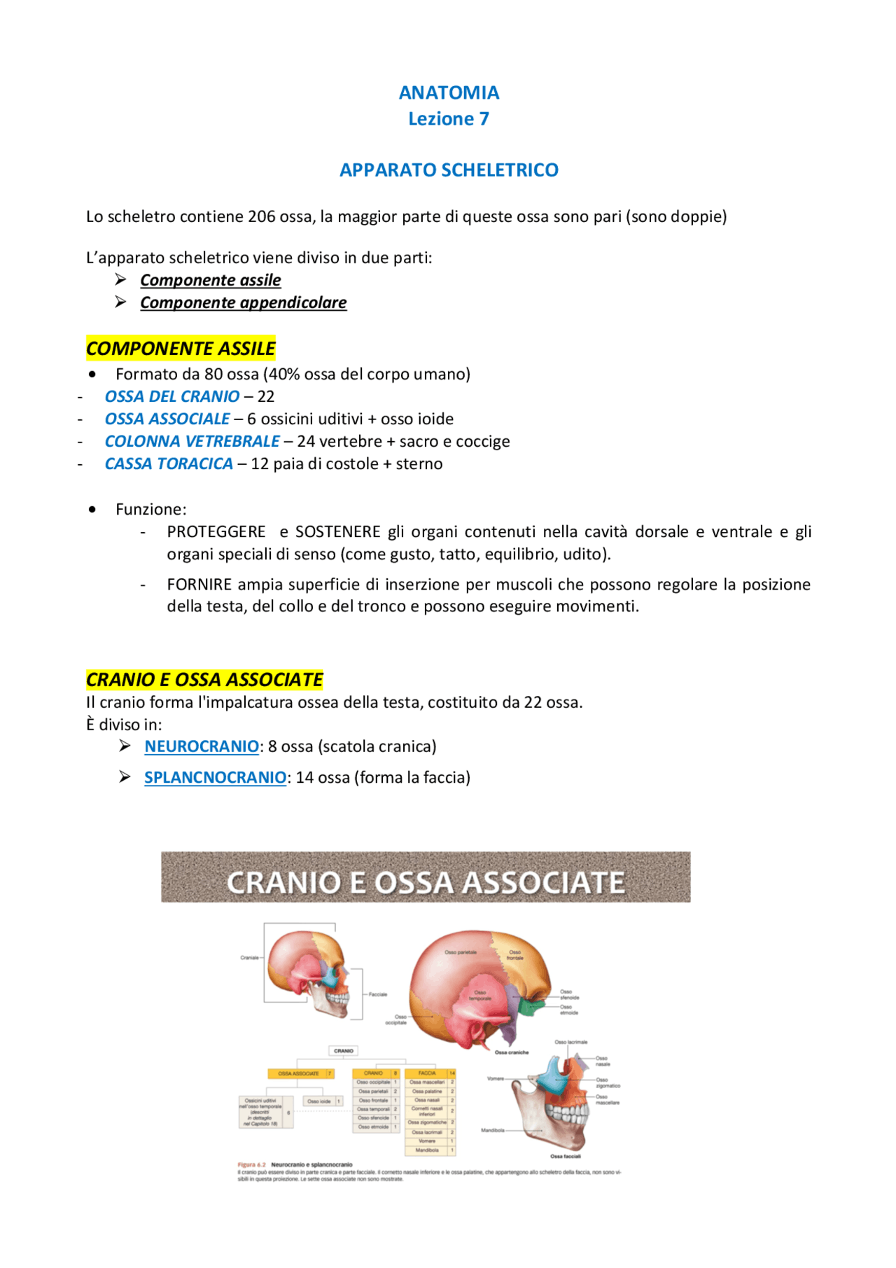 ANATOMIA - Scheletro assile - CRANIO - Docsity