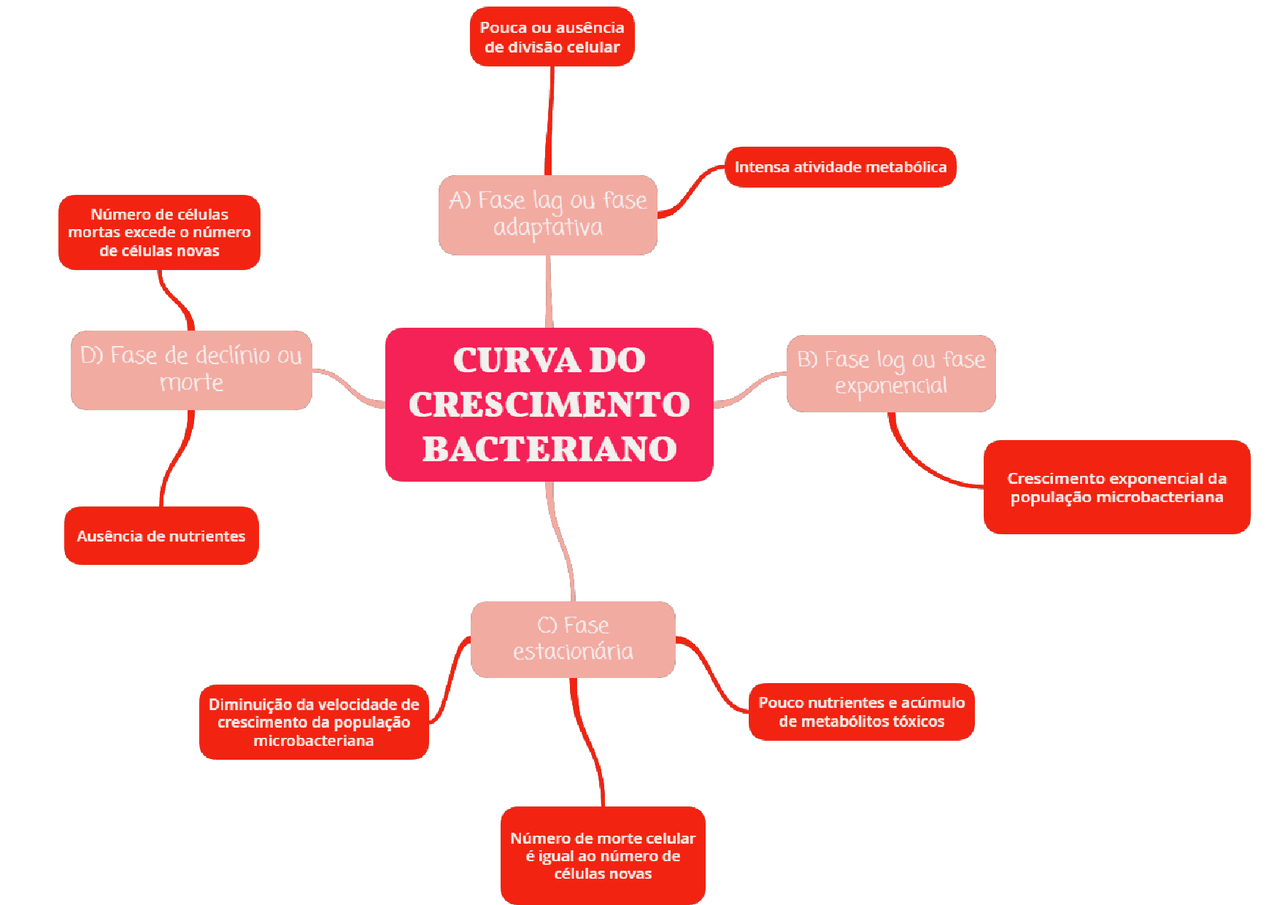 Curva do crescimento bacteriano | Esquemas y mapas conceptuales ...