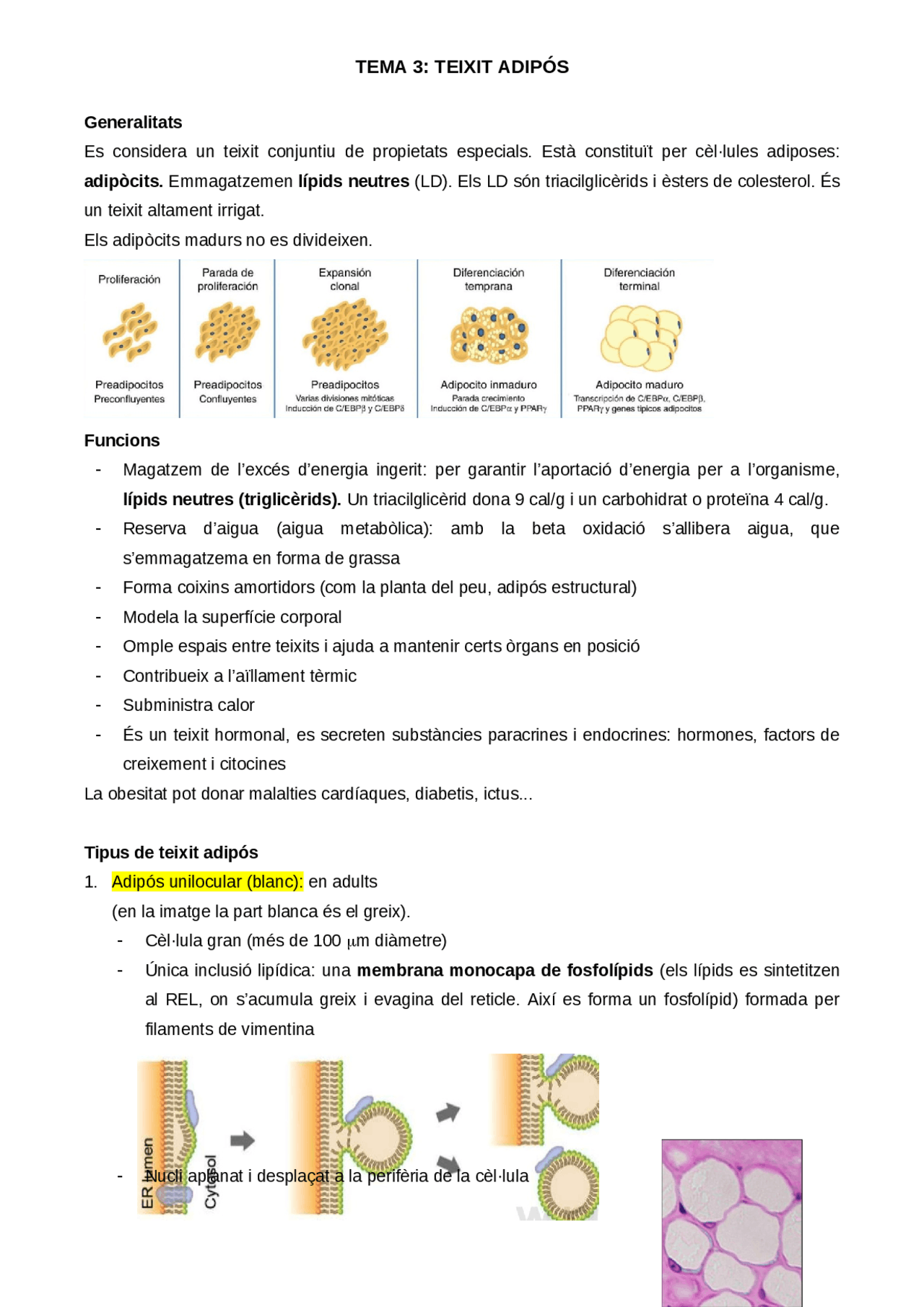 Teixit adipós en histologia - Docsity