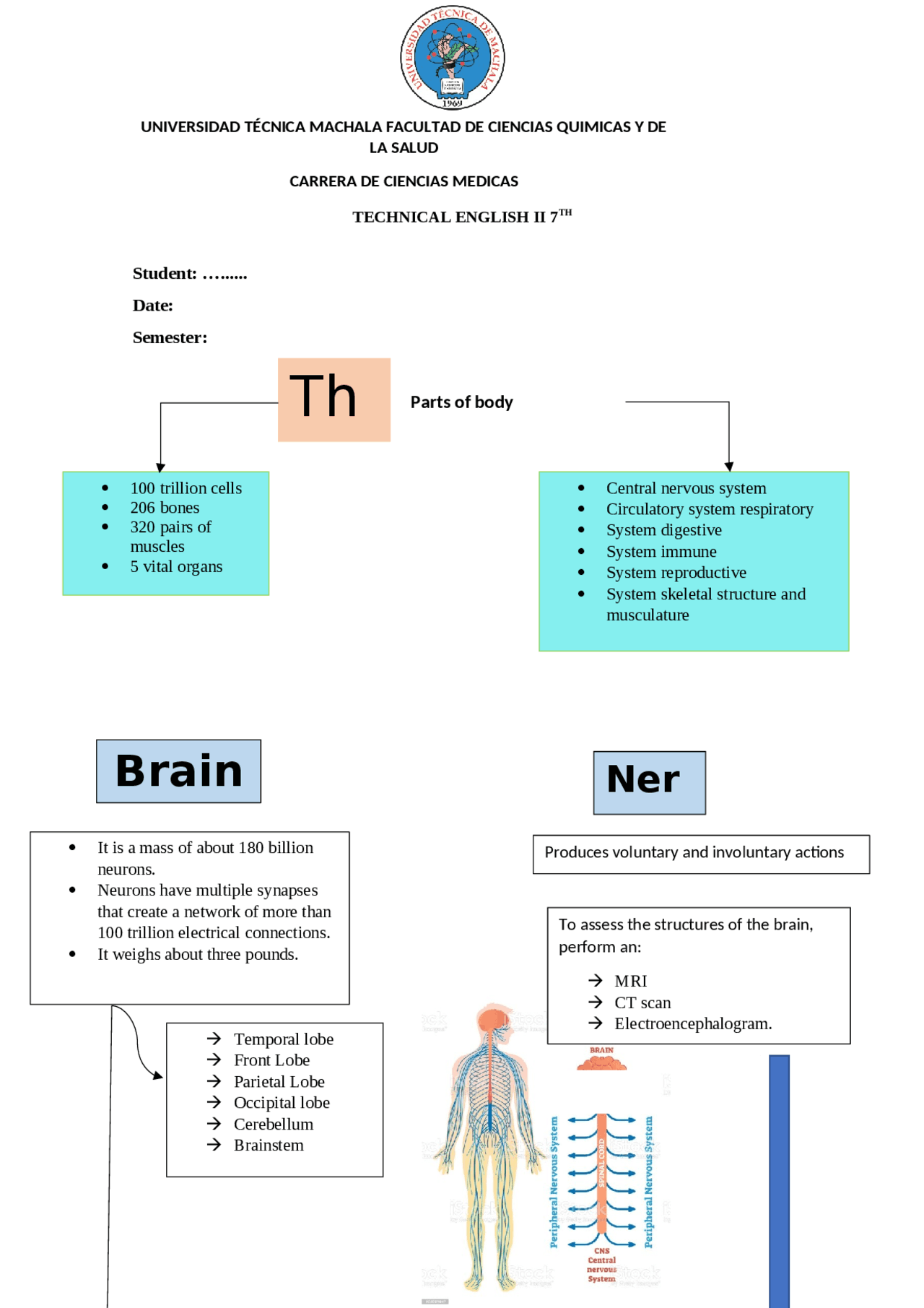 System Of Body Human Docsity