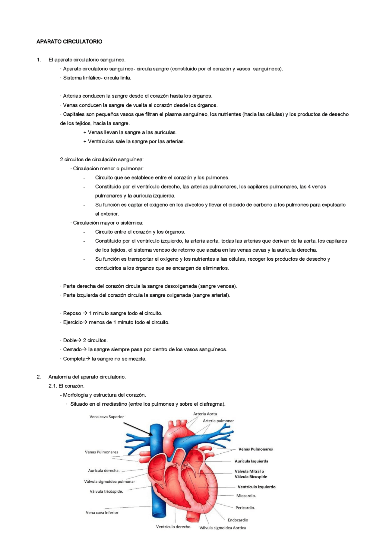 Aparato Circulatorio 1bat Apuntes De Anatomía Aplicada Docsity