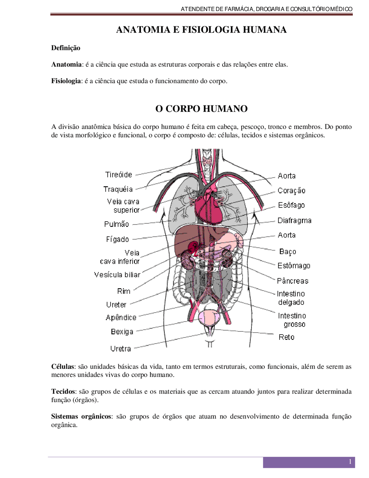 Sistema EsquelÉtico Sistema Muscular Sistema Nervoso Docsity