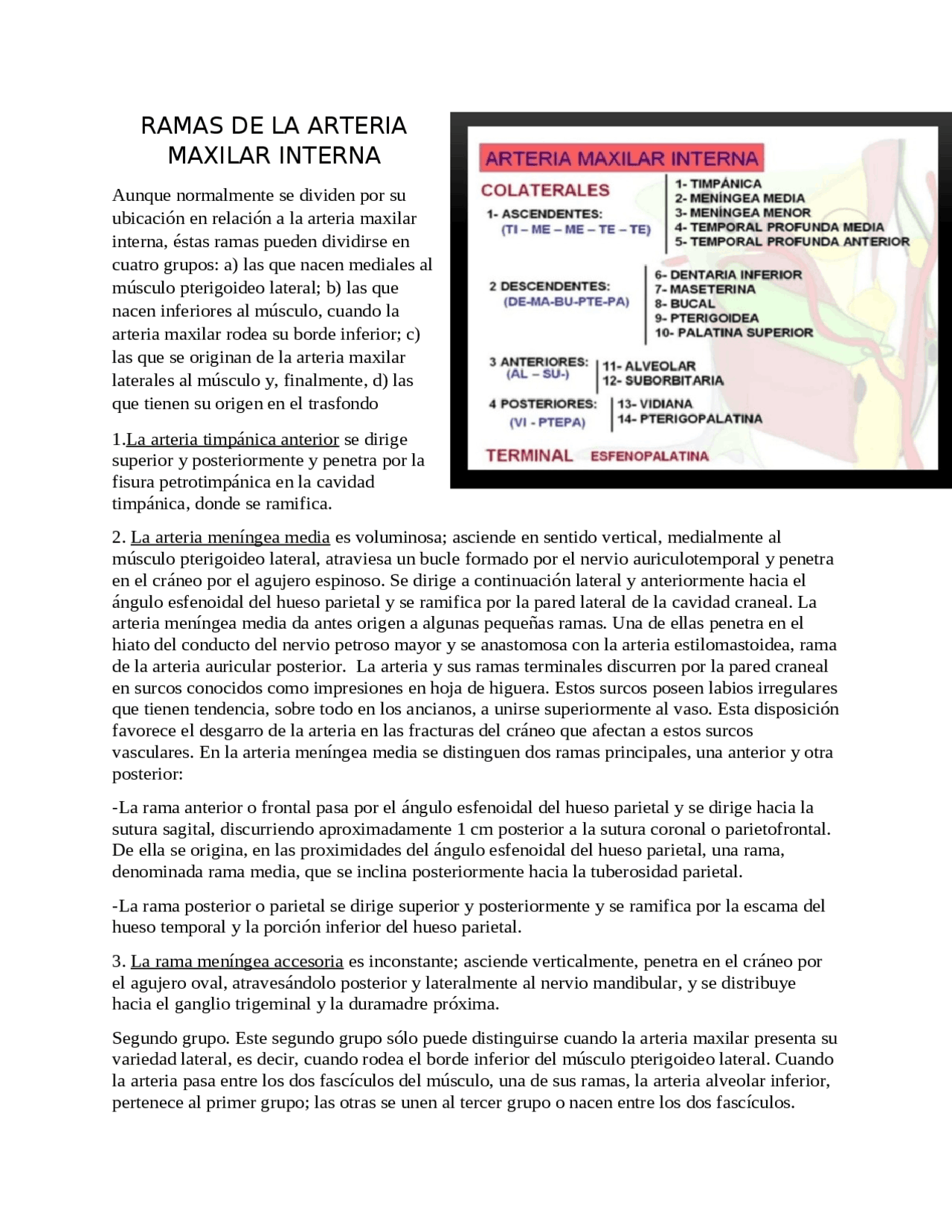 RAMAS DE LA ARTERIA MAXILAR INTERNA | Apuntes de Anatomía | Docsity