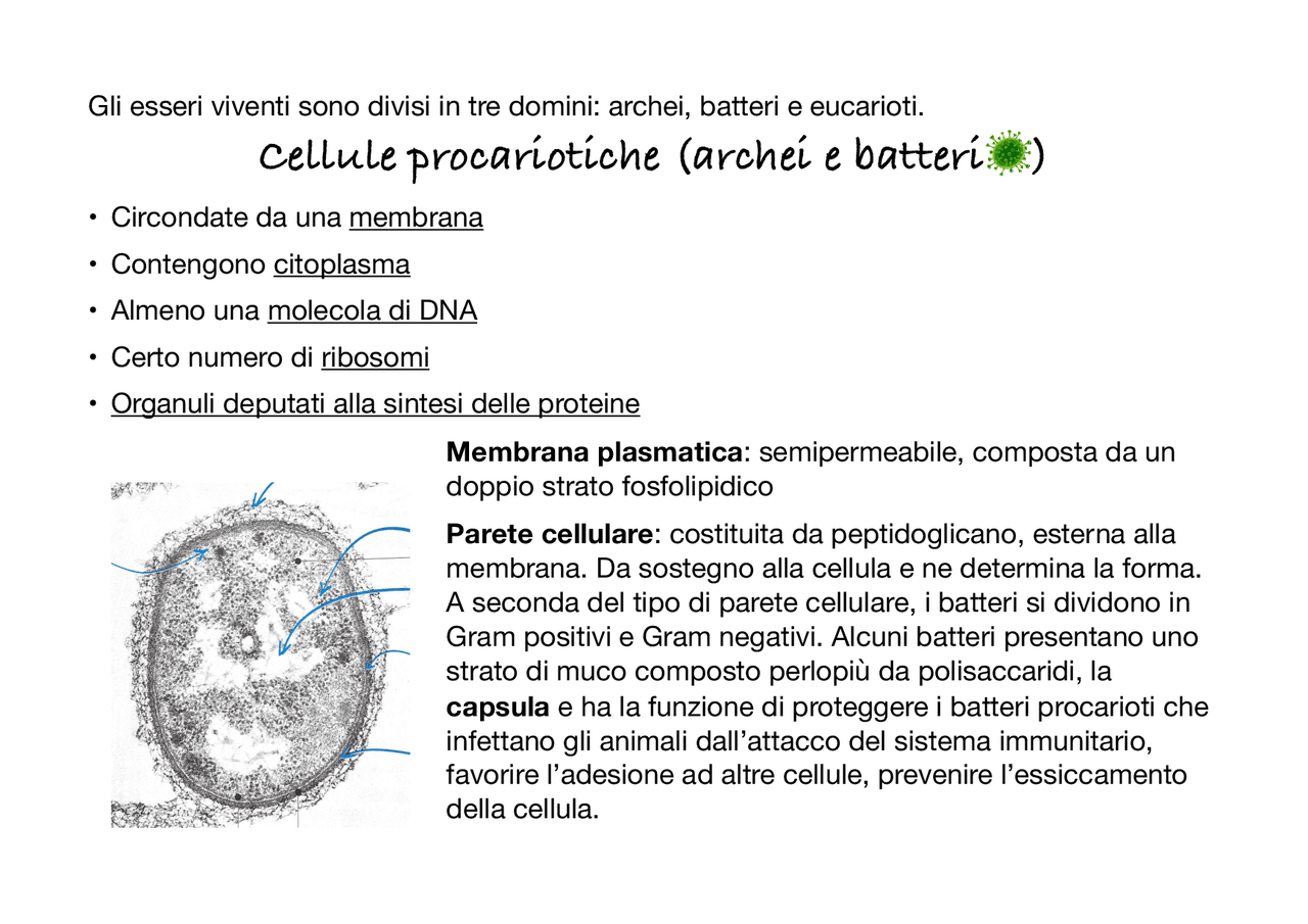 Cellule Procariotiche E Eucariotiche Docsity