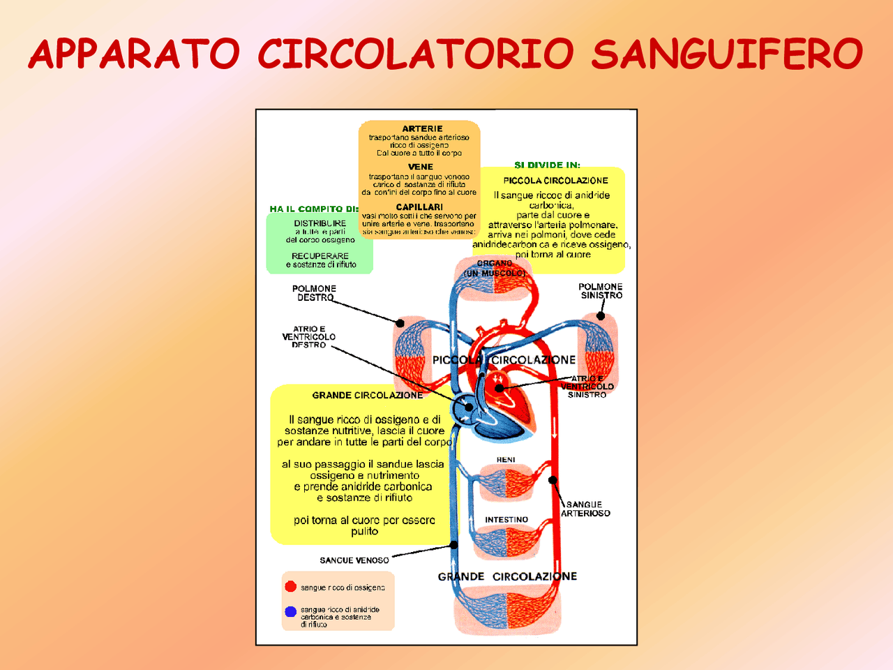 Ppt Apparato Cardiocircolatorio Docsity