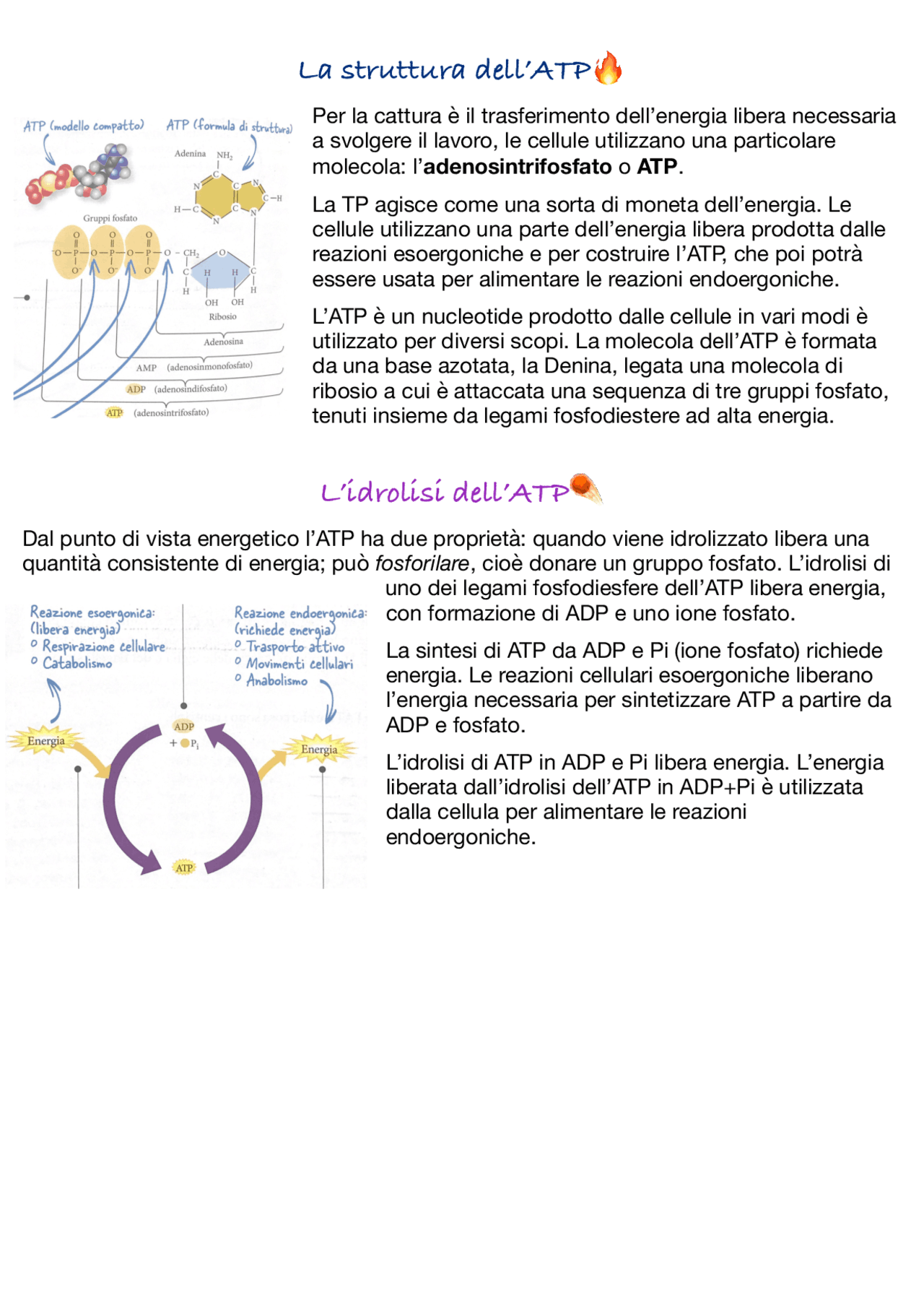 La struttura e l’idrolisi dell’ATP - Docsity