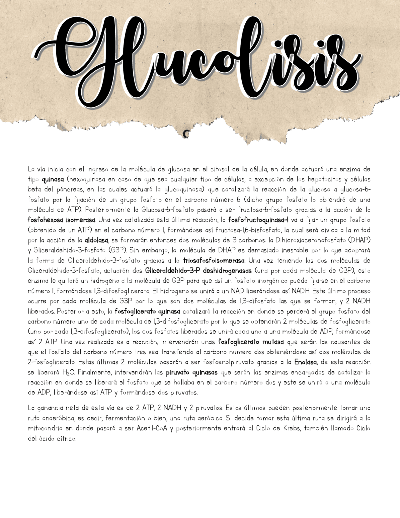Proceso De Glucolisis Apuntes De Bioquímica Docsity