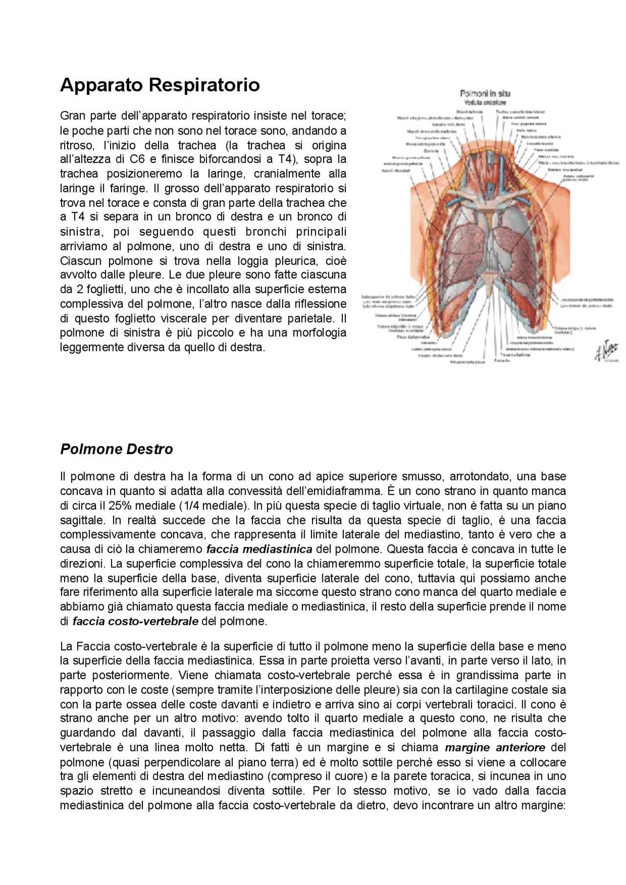 Apparato Respiratorio Appunti Docsity
