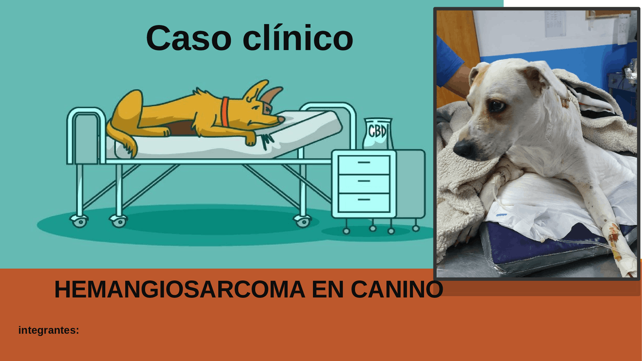 Hemangiosarcoma Canino CANINE SPLENIC HEMANGIOSARCOMA: LITERATURE