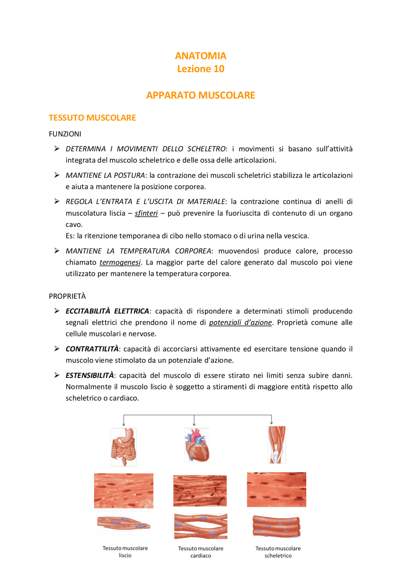 Anatomia Tessuto Muscolare Docsity