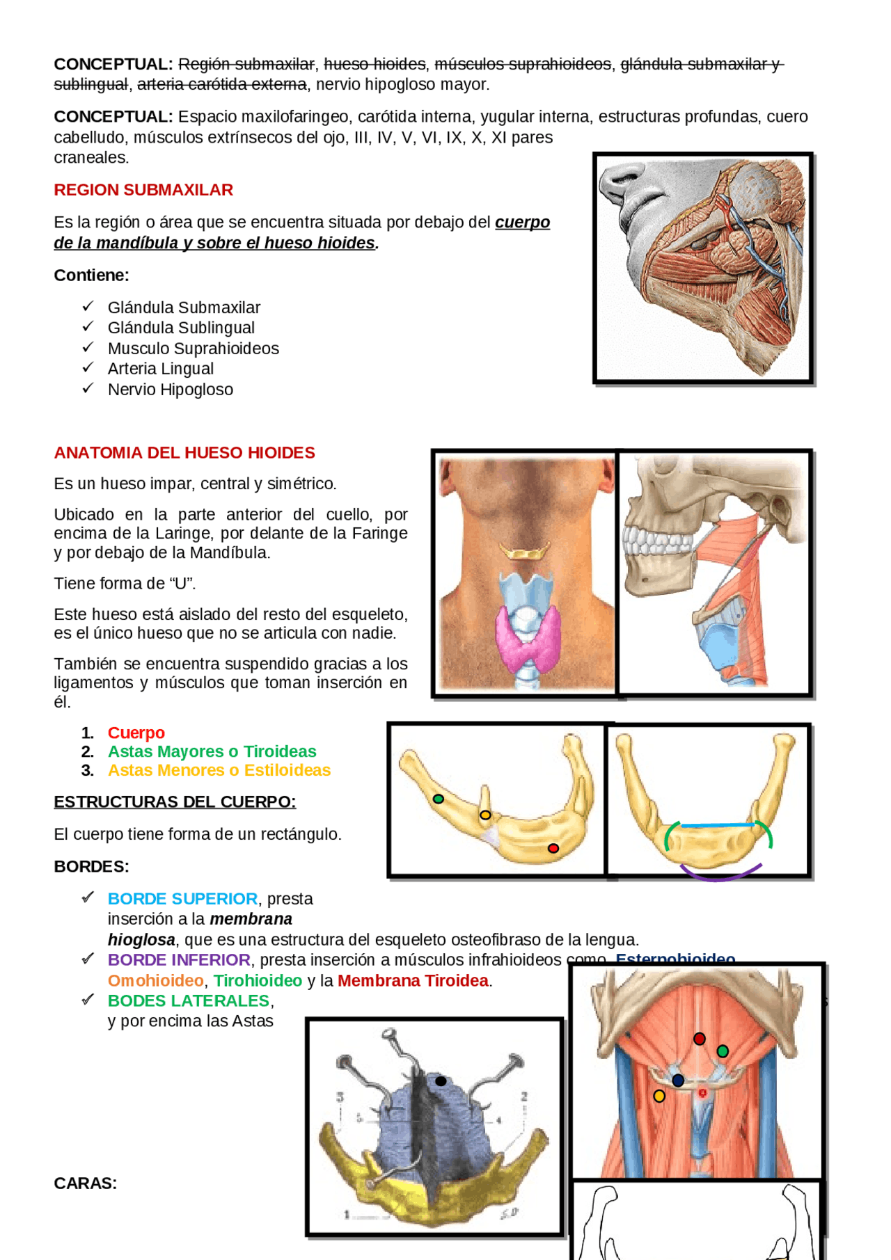 Descripcion y anatomia del hueso Hioides - Docsity