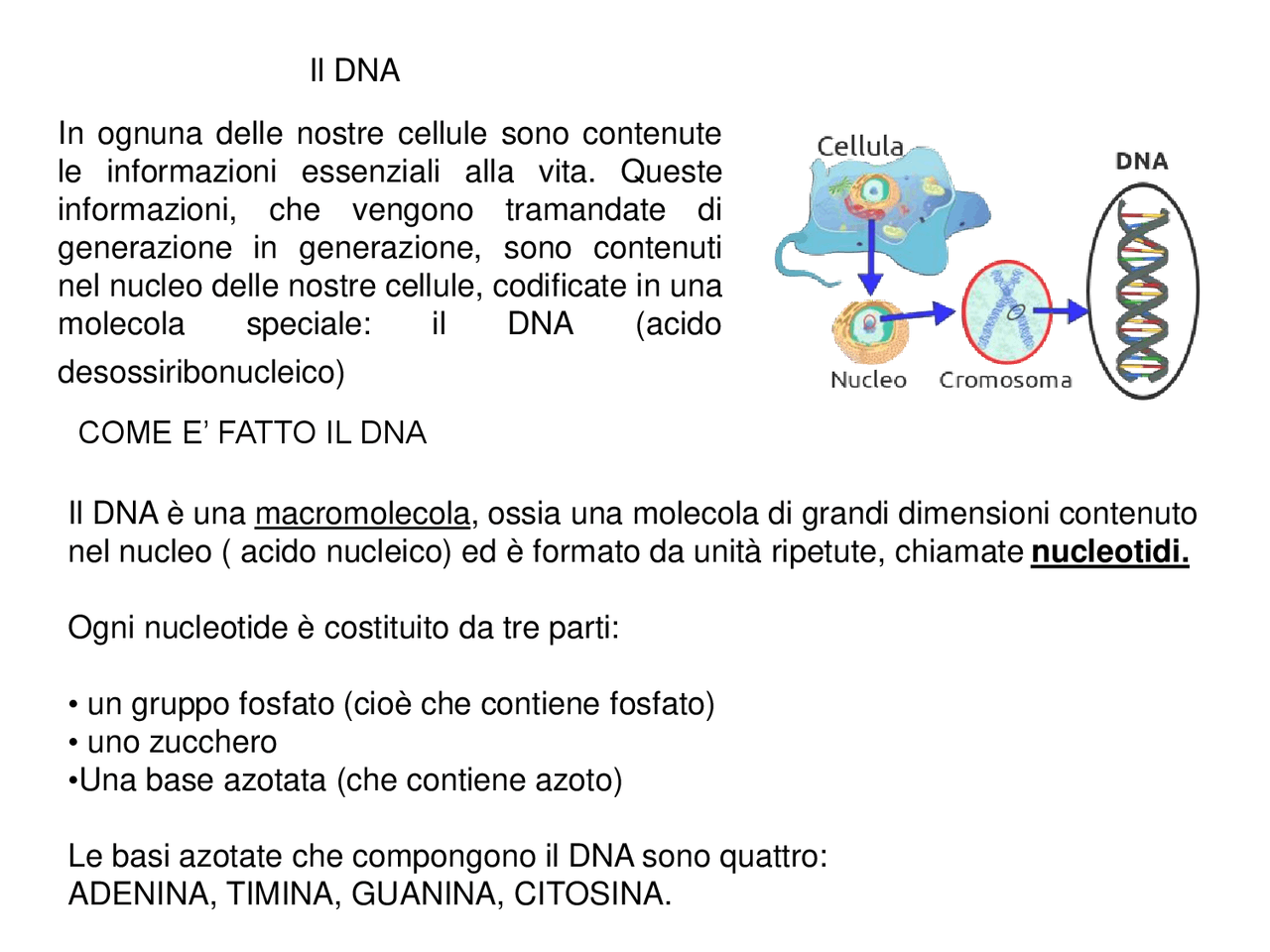 Il Dna Power Point Schemi E Mappe Concettuali Di Anatomia Docsity