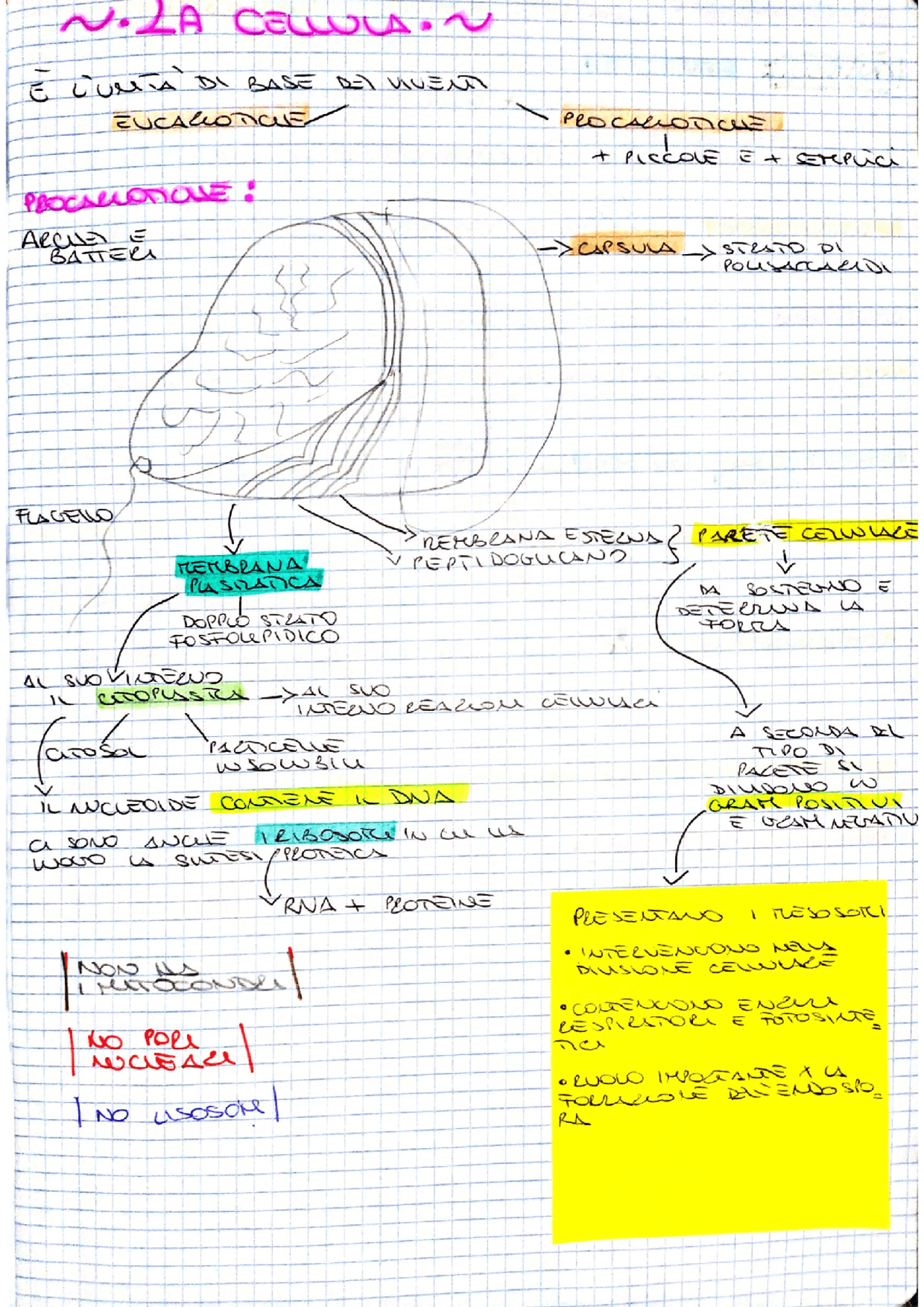 La Cellula E Le Sue Componenti Docsity
