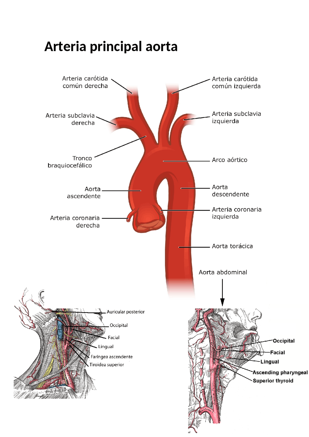 Imágenes de anatomía- arterias | Apuntes de Anatomía - Docsity