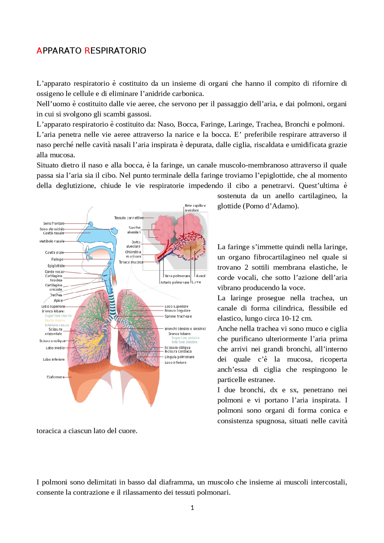 Lapparato Respiratorio Schemi E Mappe Concettuali Di Educazione