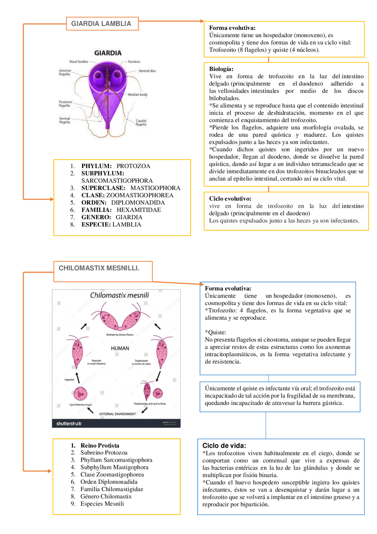 Giardia Lamblia Y Chilomastix Mesnilli Apuntes De Parasitología