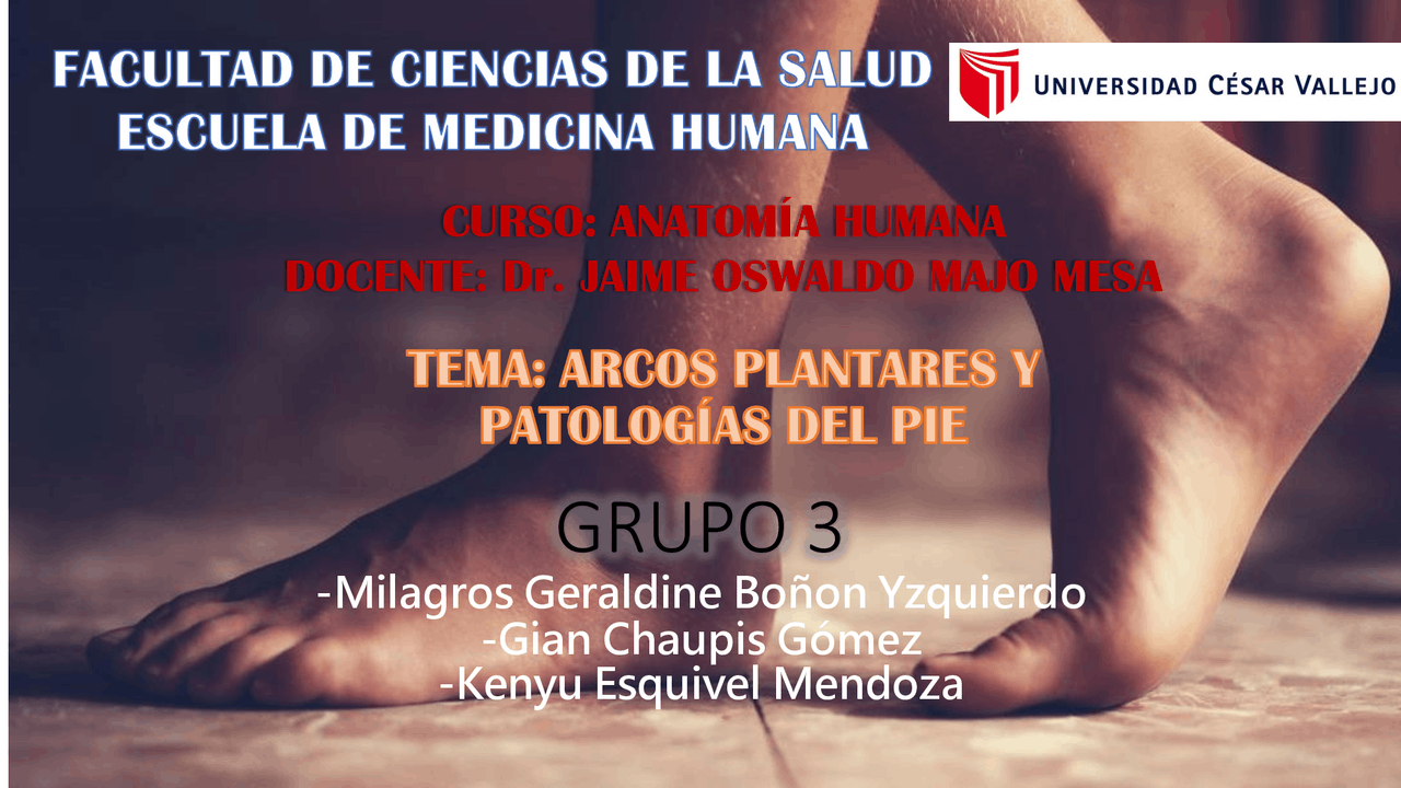 ARCOS PLANTARES DEL PIE | Diapositivas de Anatomía - Docsity