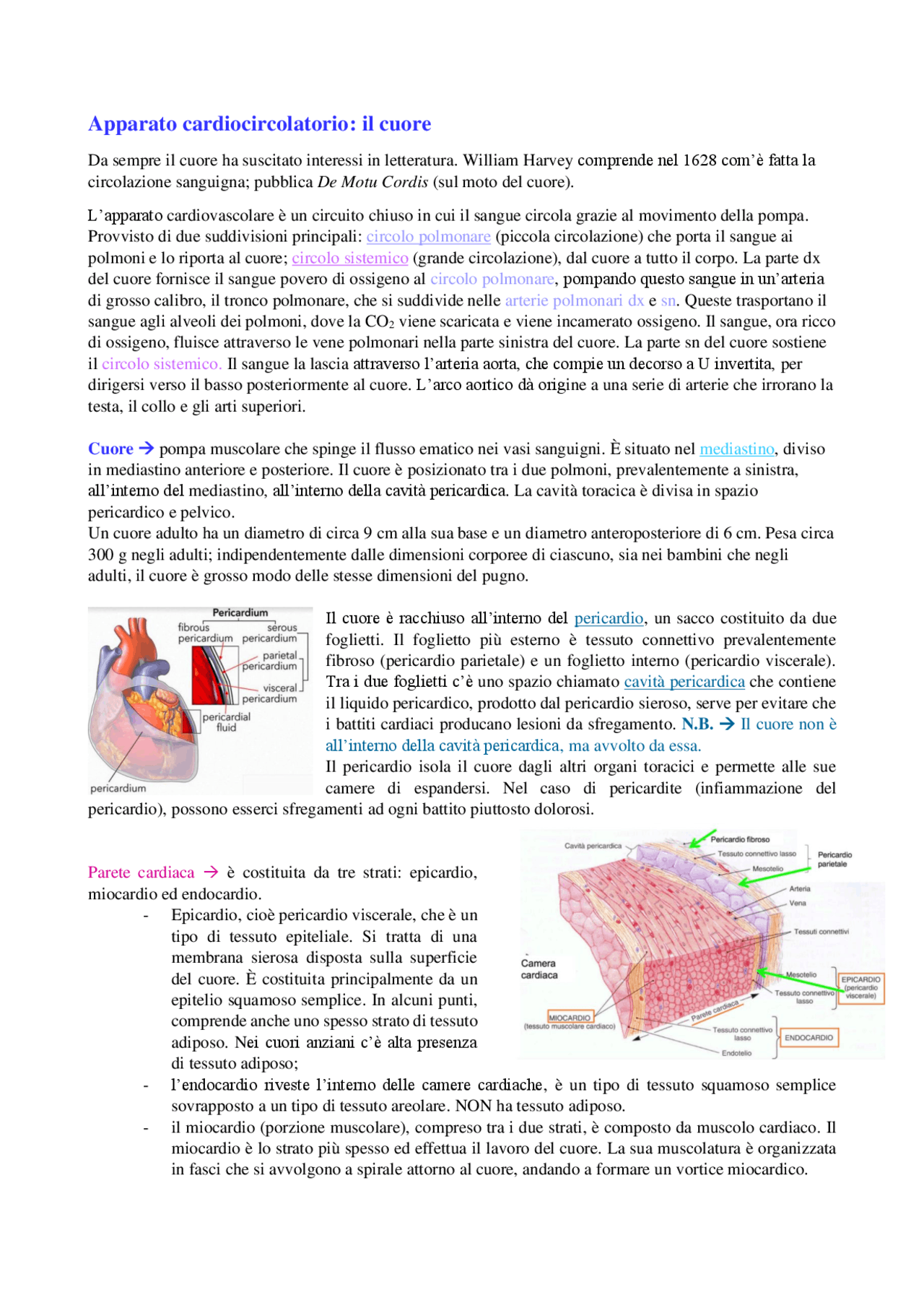 Apparato Cardiocircolatorio Cuore Appunti Di Anatomia Docsity