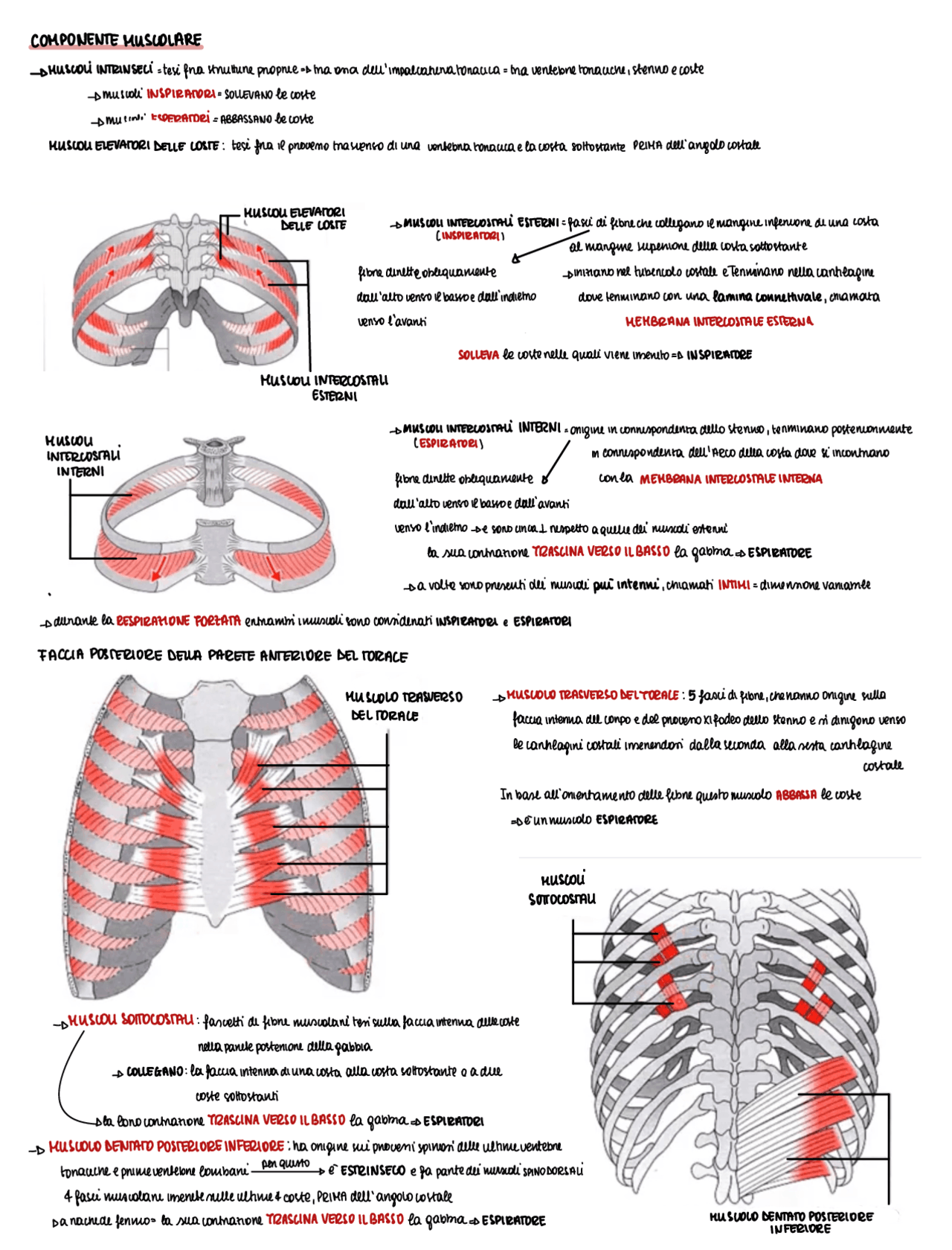 Anatomia : Impalcatura osteo-muscolare del torace : componente muscolare - Docsity