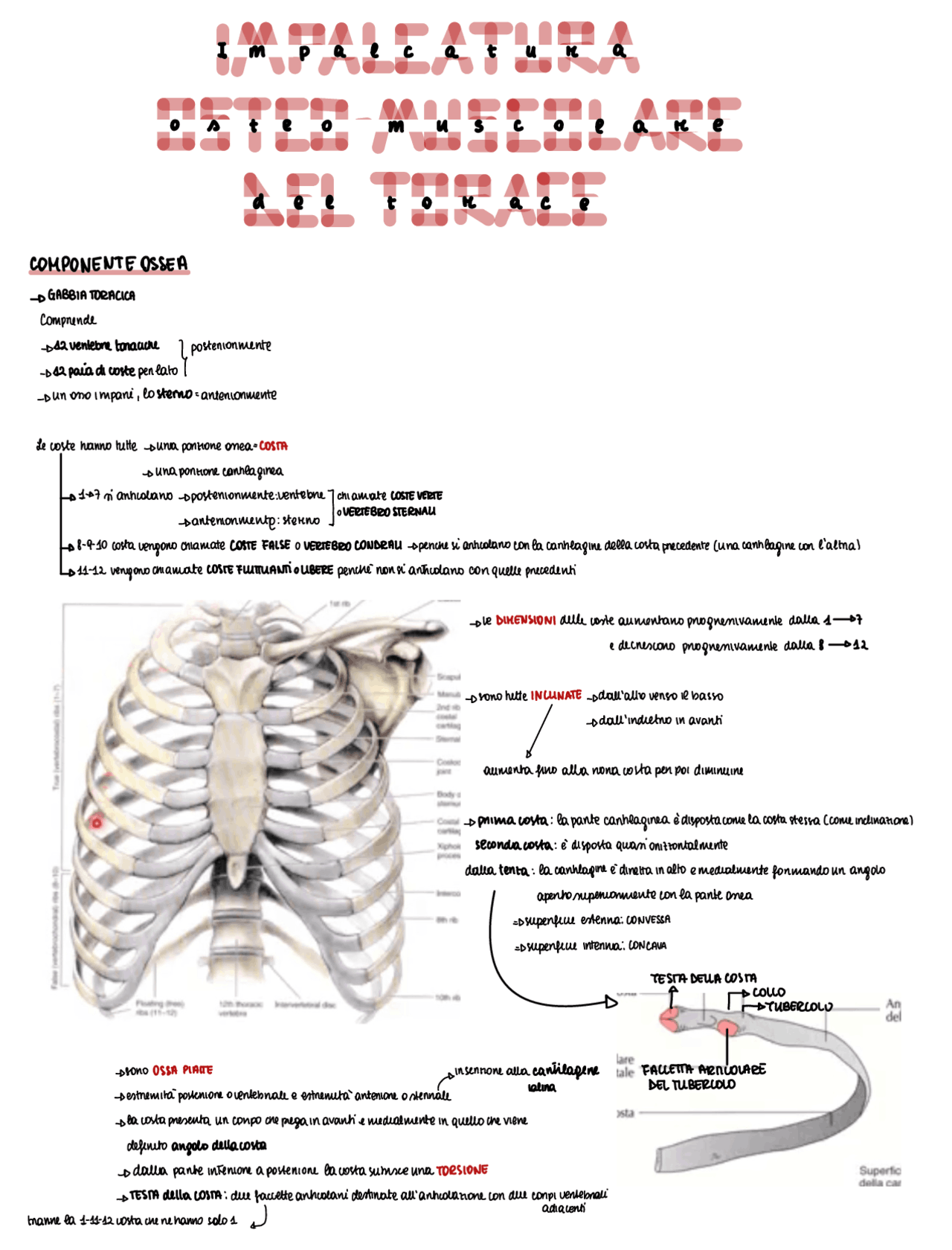 Anatomia : Impalcatura osteo-muscolare del torace : componente ossea ...
