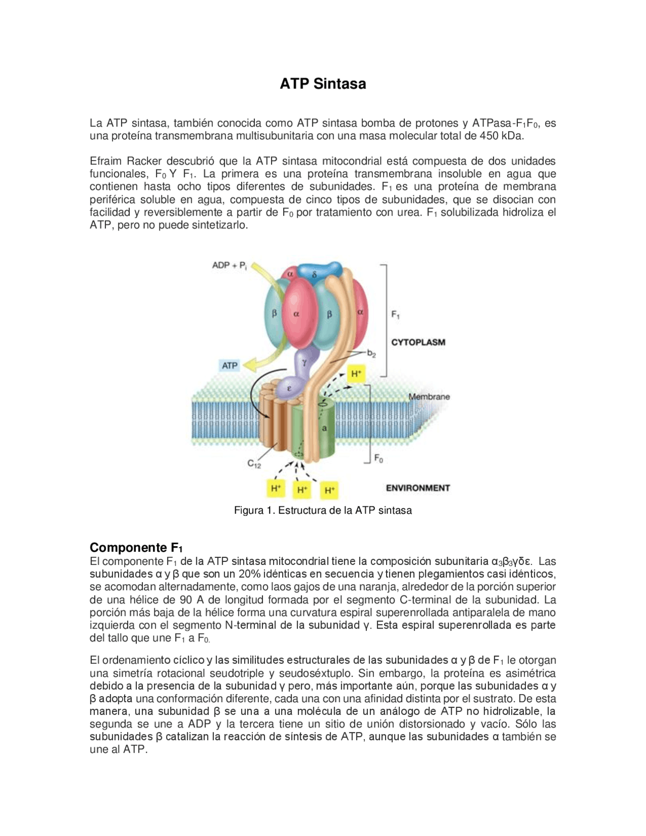 Estructura De La Atp Sintasa La Cadena Mitocondrial De Transporte De
