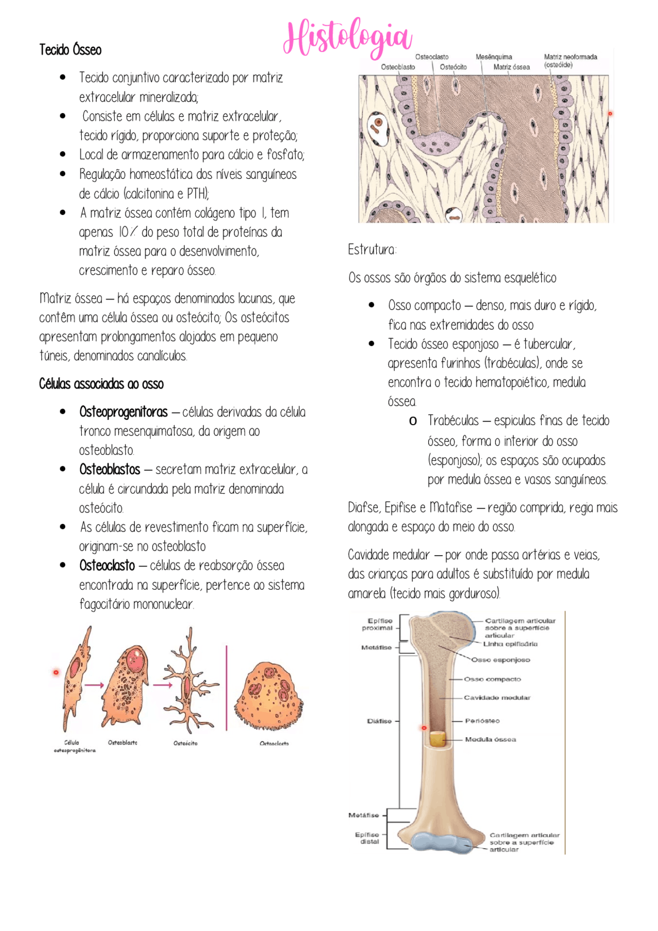 Resumo Tecido Ósseo Docsity