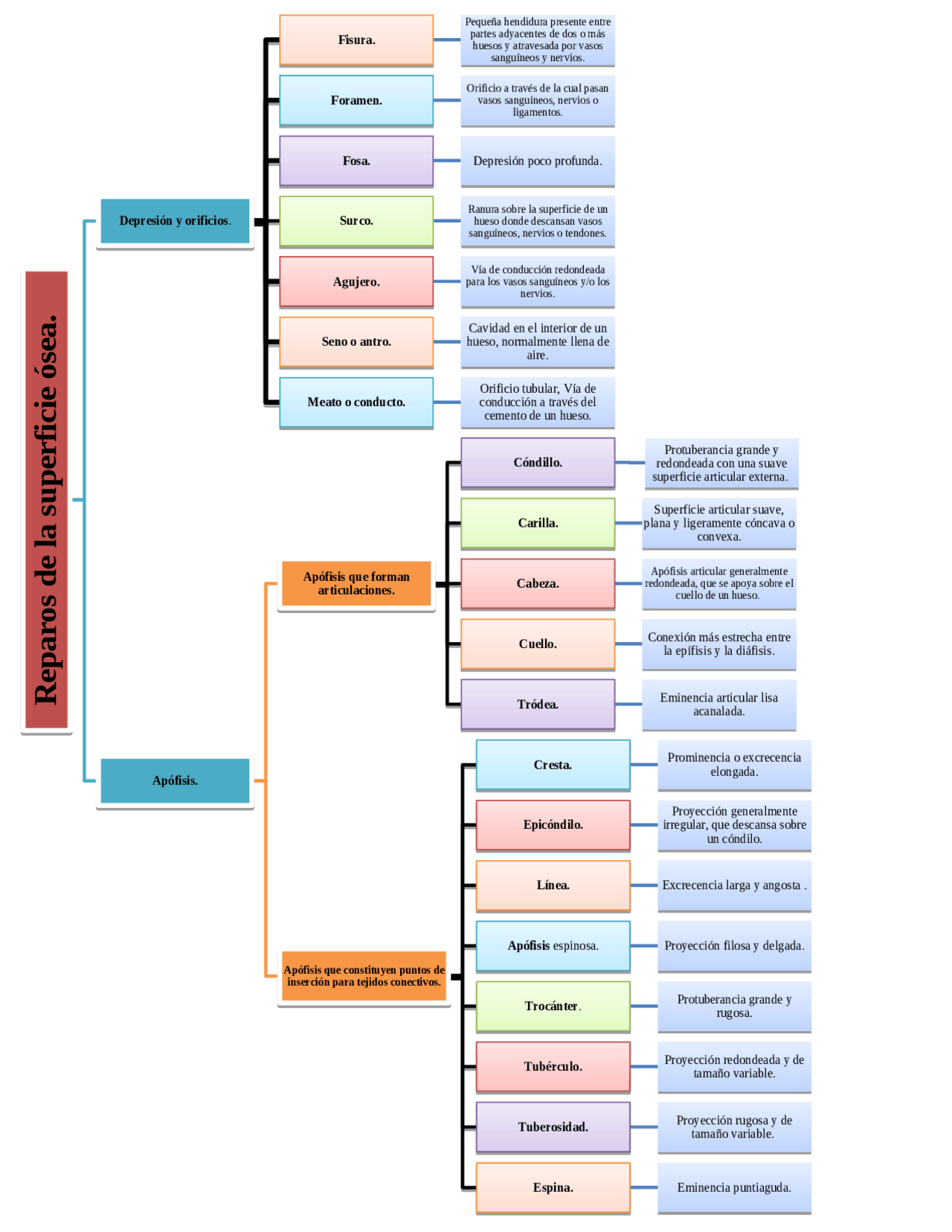 Documento De W Para Uso De Apuntes Apuntes De Anatomía Aplicada Docsity