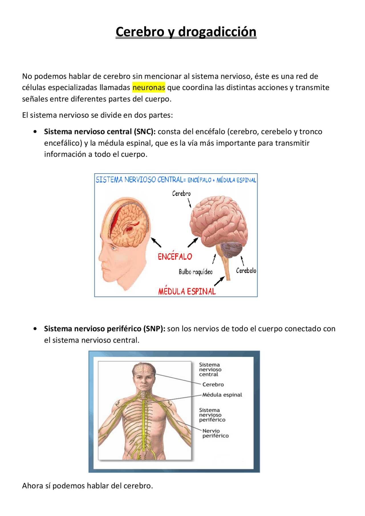 Cerebro Y Drogadicción Resúmenes De Biología Docsity