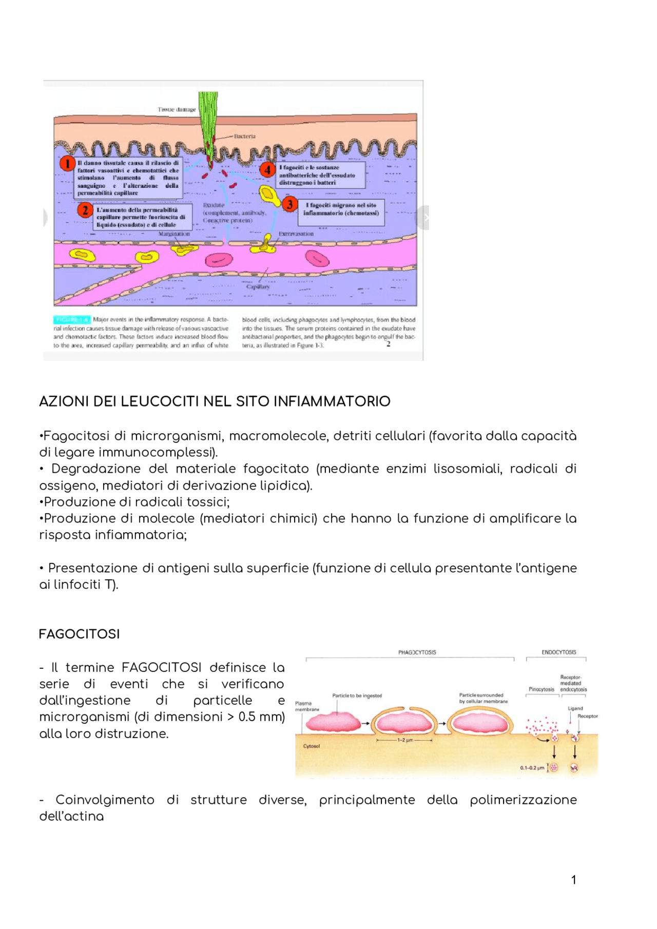 Appunti Di Patologia Generale Pt5 Docsity