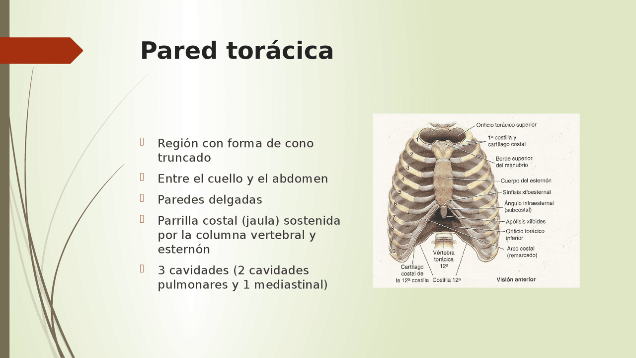 Pared toracica y sus huesos - Docsity