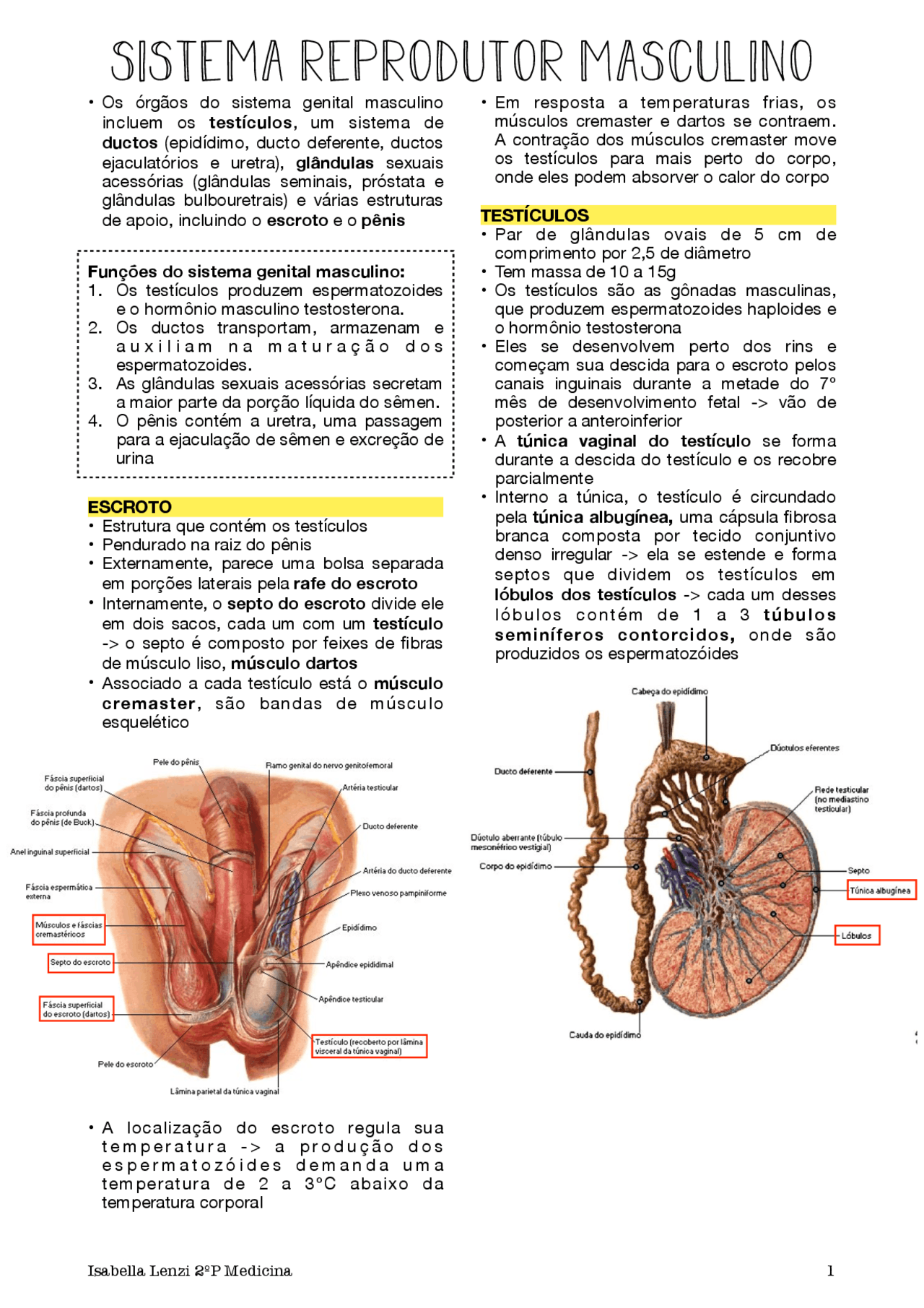 Anatomia Do Sistema Reprodutor Masculino Summaries Anatomy Docsity