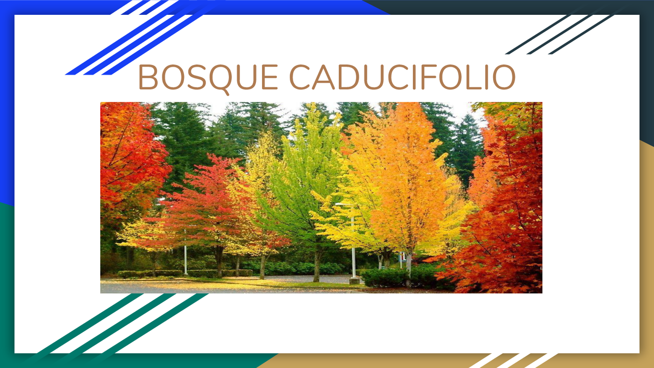 Clima De Bosque Caducifolio Vasto Bosque Caducifolio Durante La