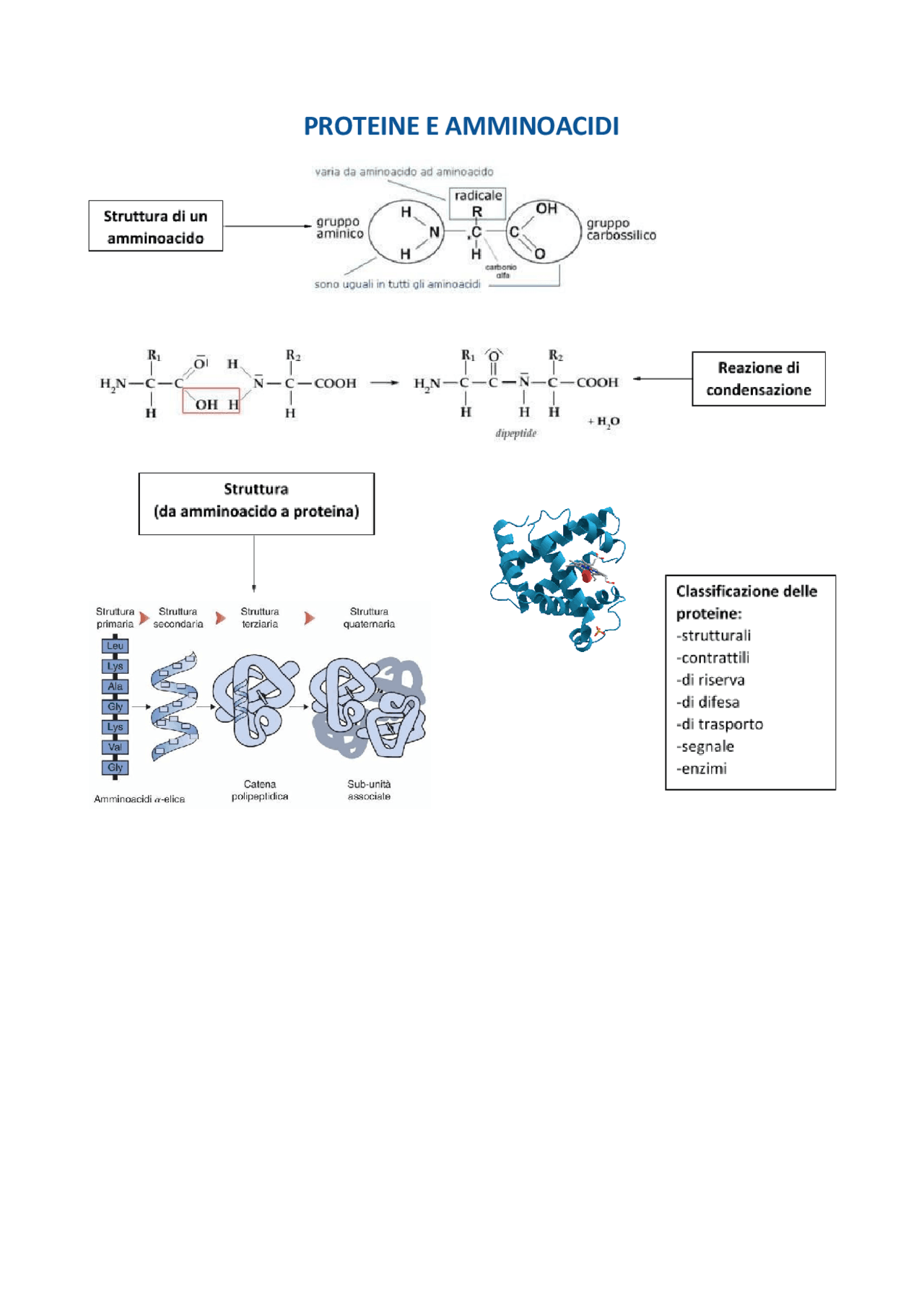 Immagine Super Schematica Sulle Proteine E Gli Amminoacidi Docsity