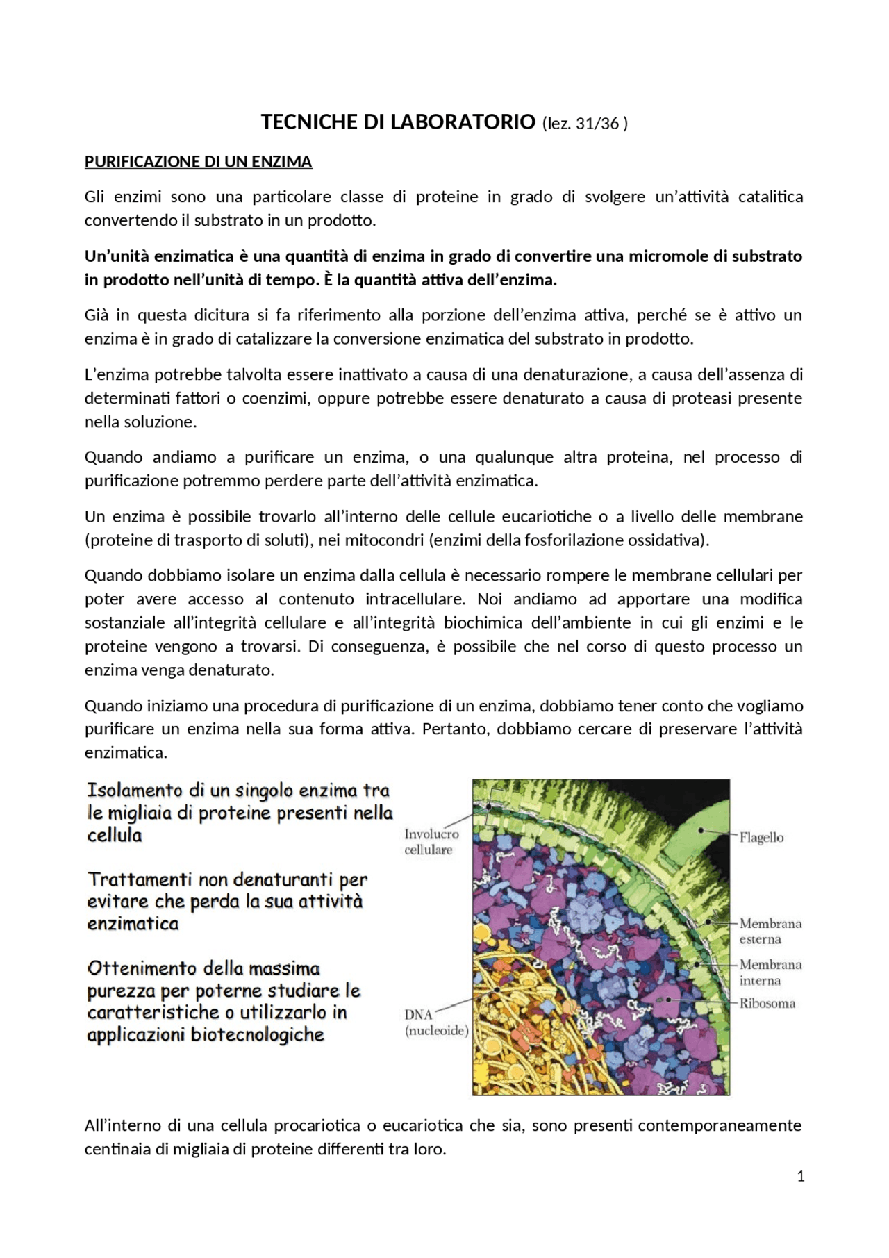 Tecniche Biochimiche Di Laboratorio Docsity