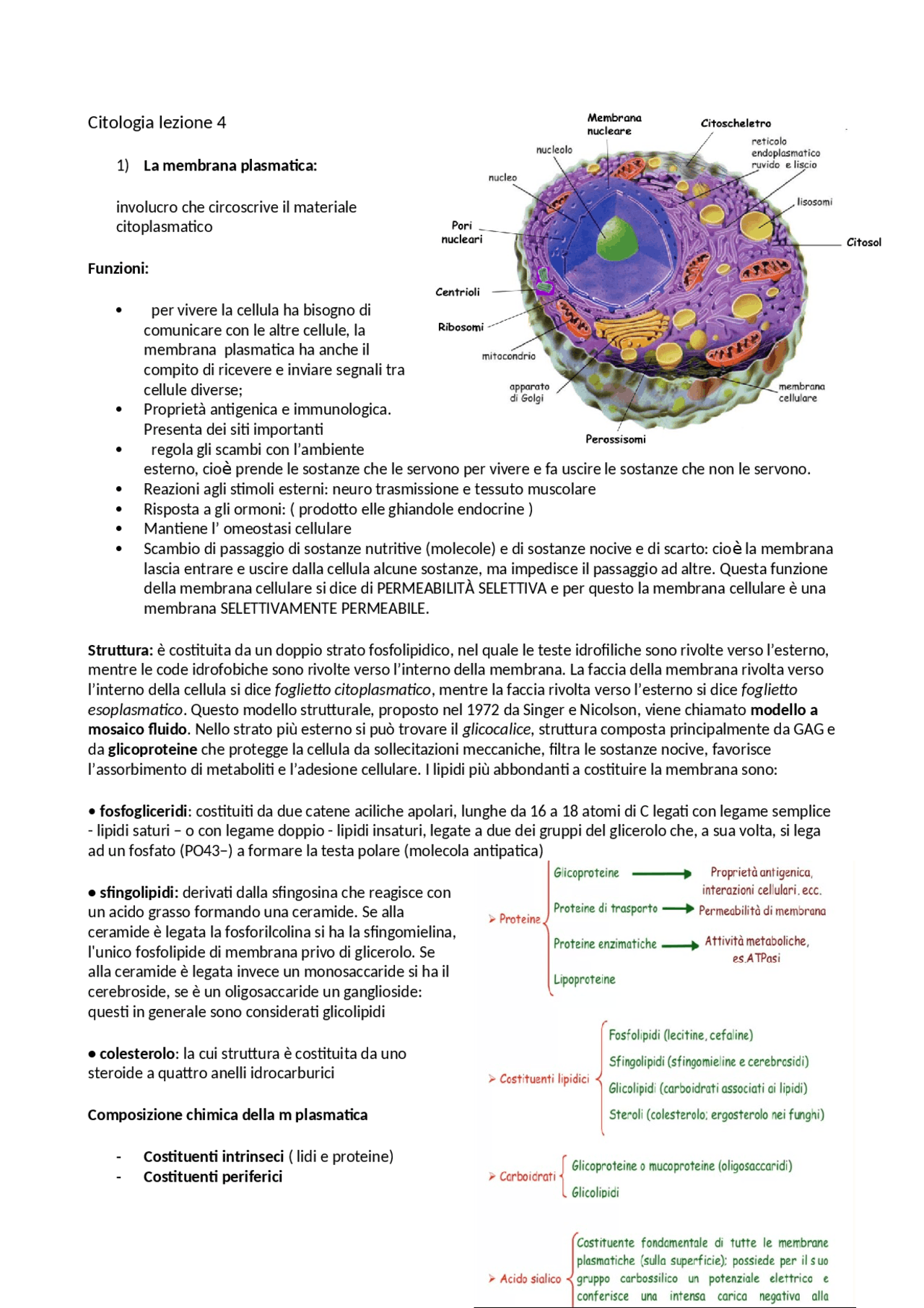 La Membrana Plasmatica Appunti Di Biologia Docsity