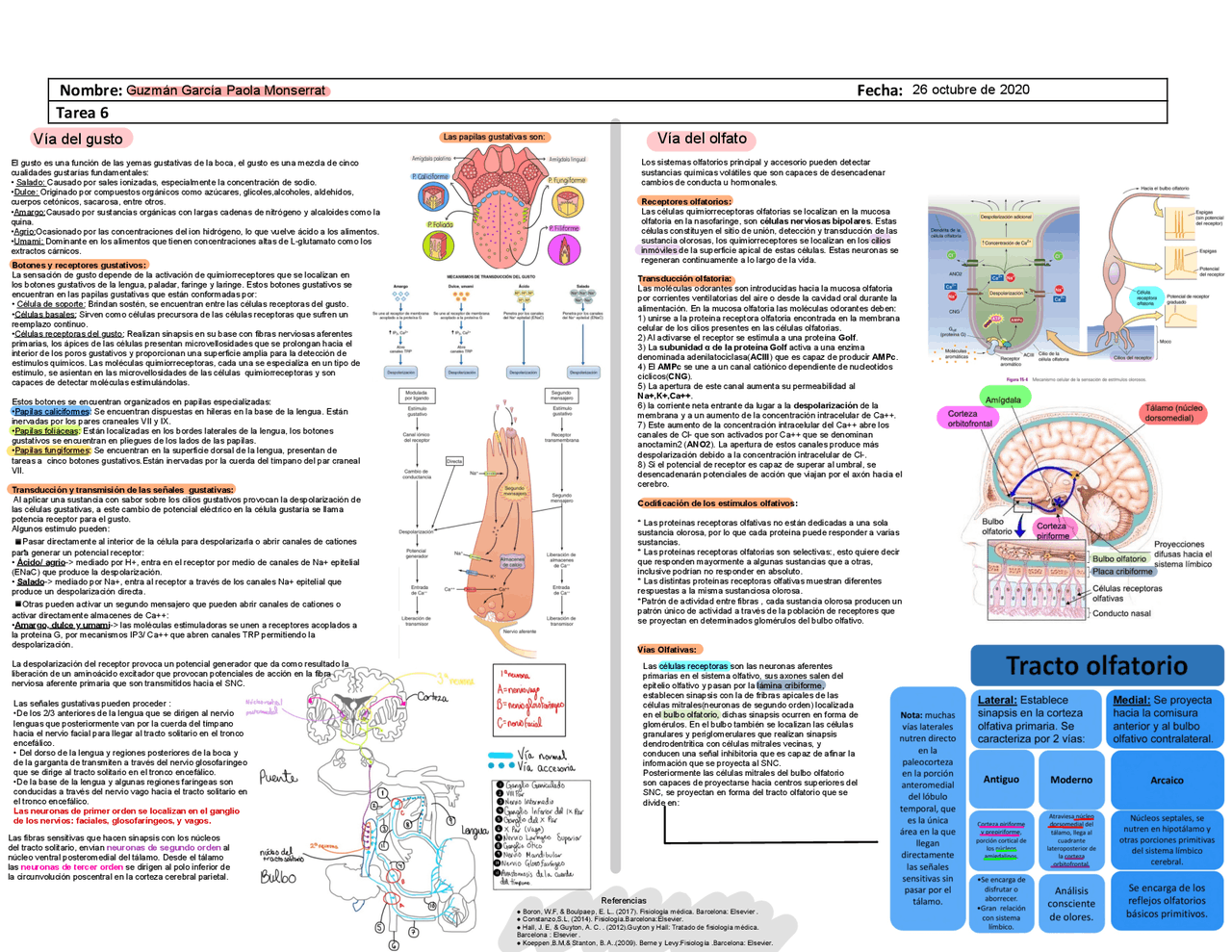Sentidos químicos: gusto y olfato - Docsity