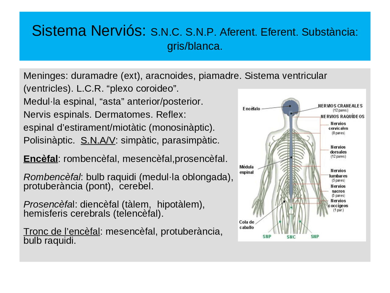 Apuntes De Neuroanatomía Docsity