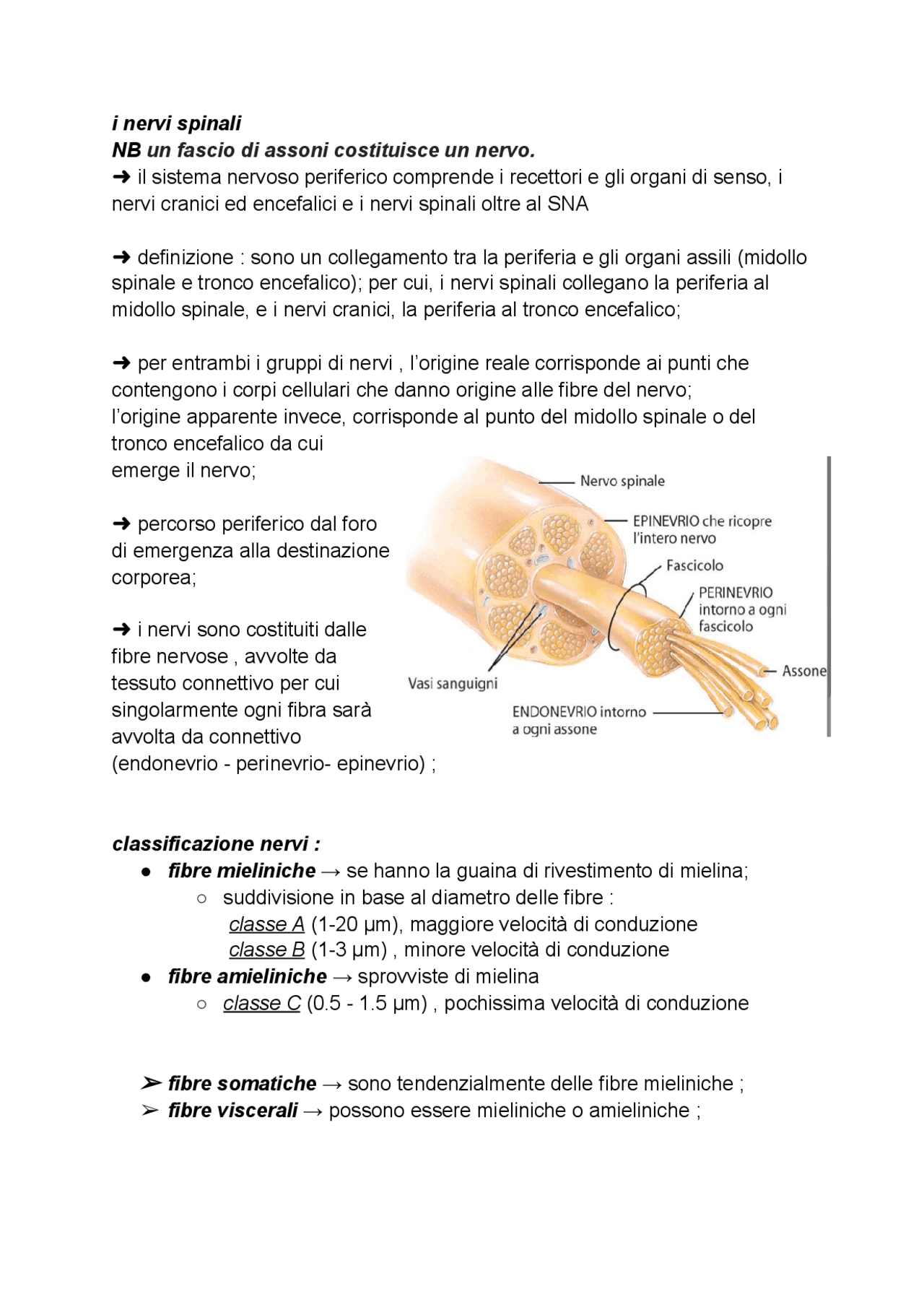 I Nervi Spinali Appunti Di Anatomia Docsity