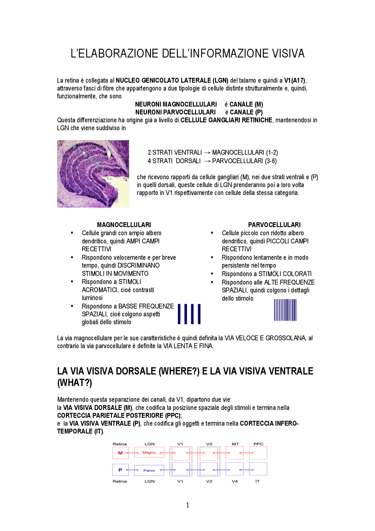 Neuroscienze Cognitive Sociali Modulo Frassinetti Docsity