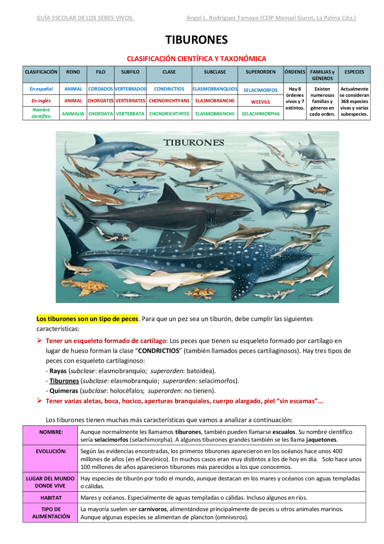 Ficha Técnica Sobre Tiburones Docsity