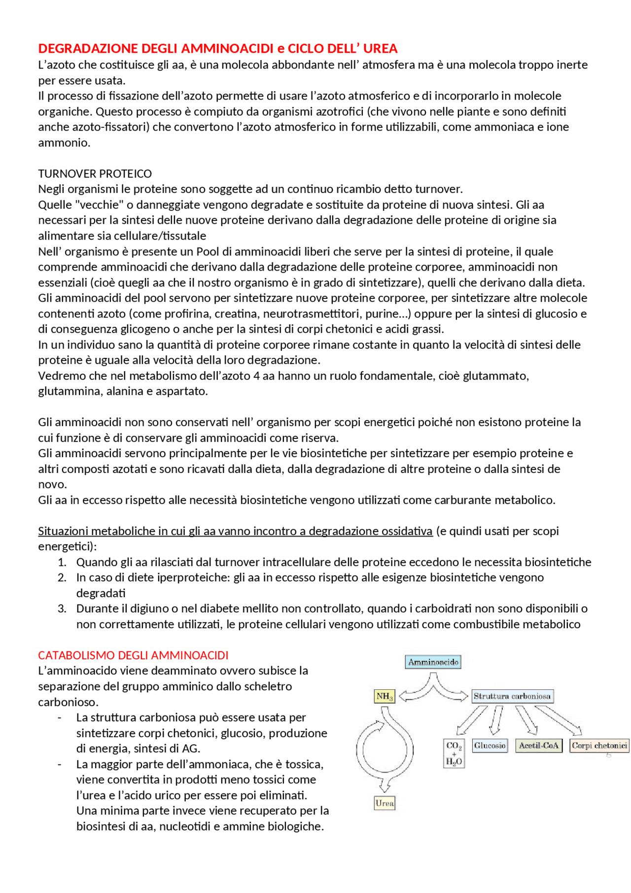 Amminoacidi E Ciclo Dellurea Docsity